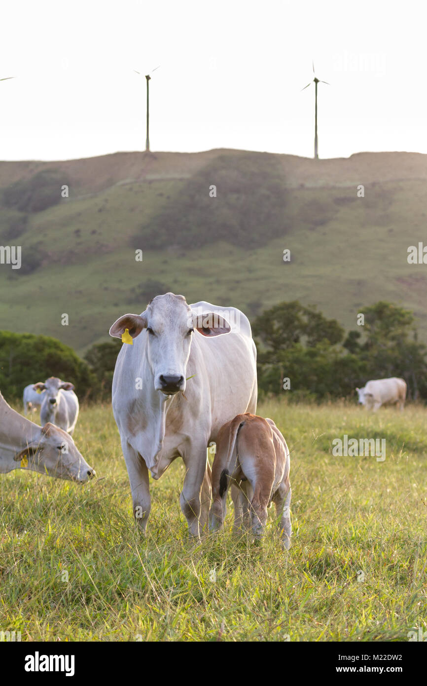 Baby cow feeding in the afternoon light in an open pasture in Costa ...