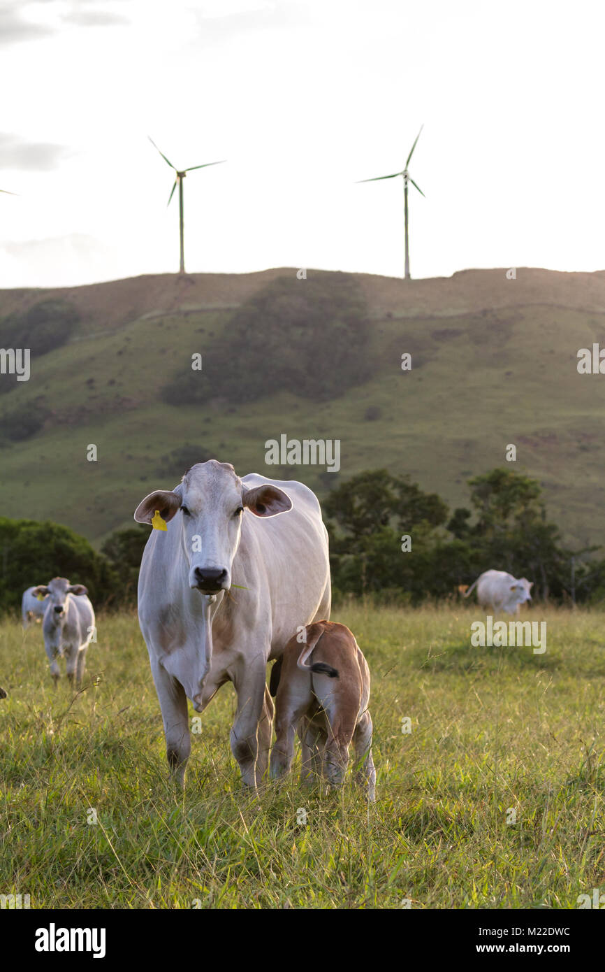 Baby cow feeding in the afternoon light in an open pasture in Costa ...