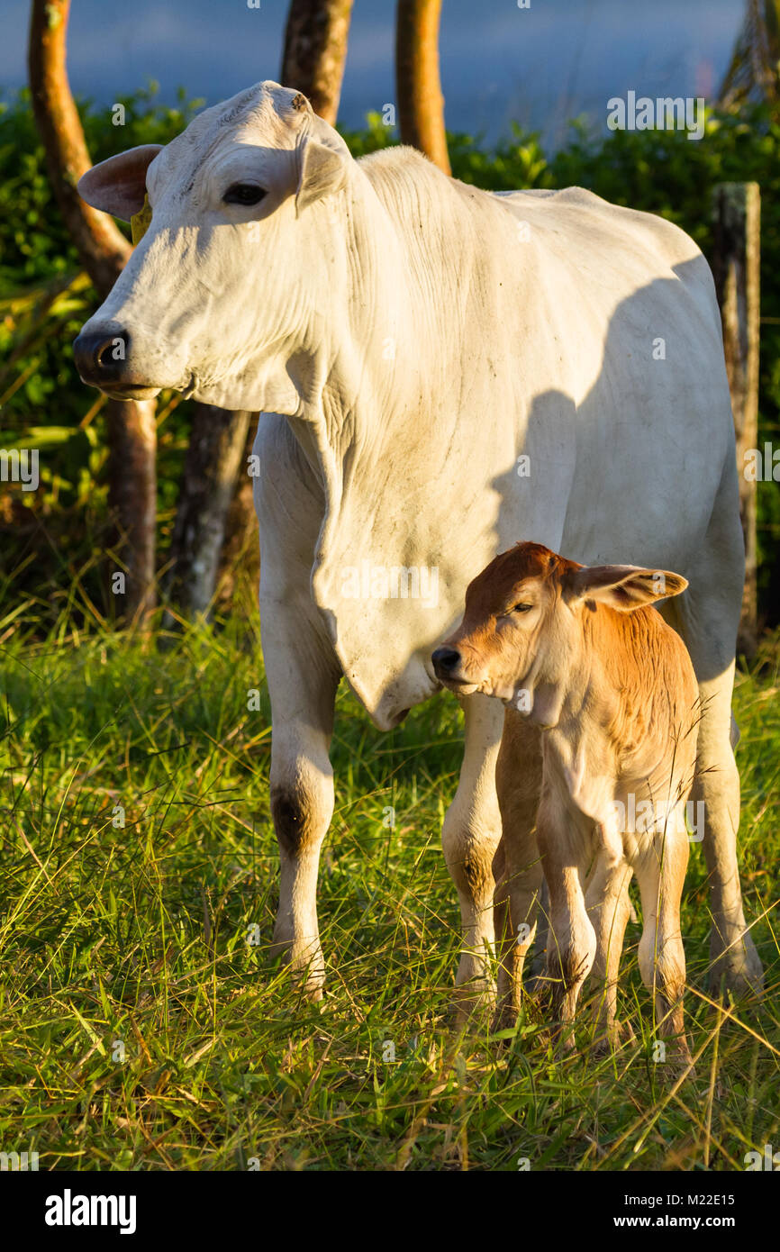 Brahma cattle bos indicus hi-res stock photography and images - Alamy