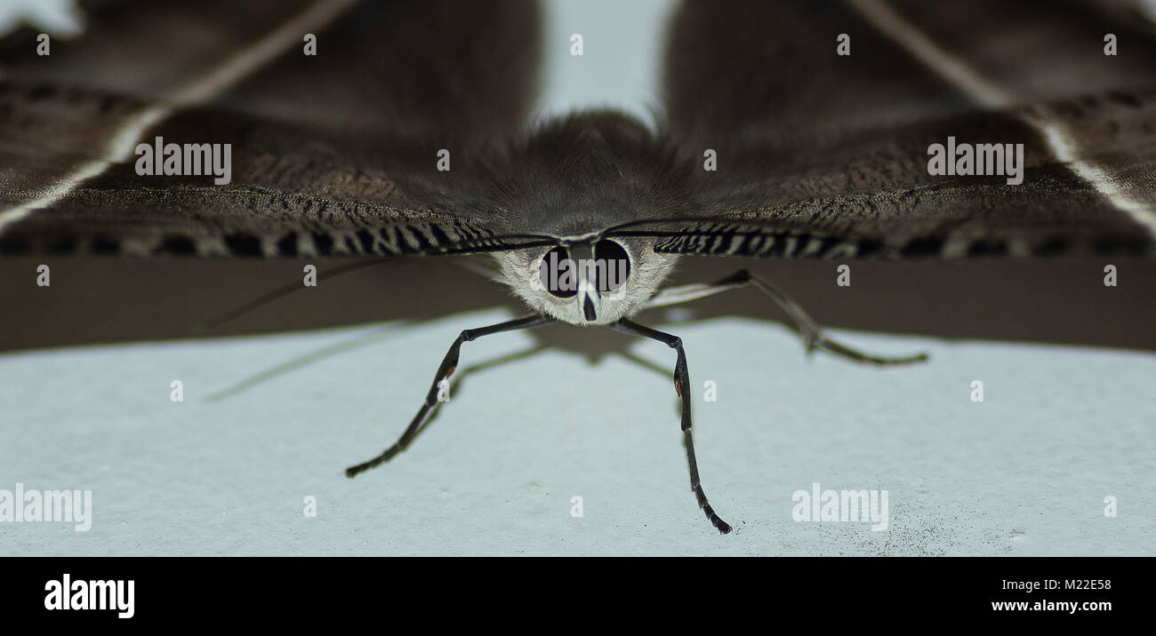 Swallowtail moth hi-res stock photography and images - Alamy