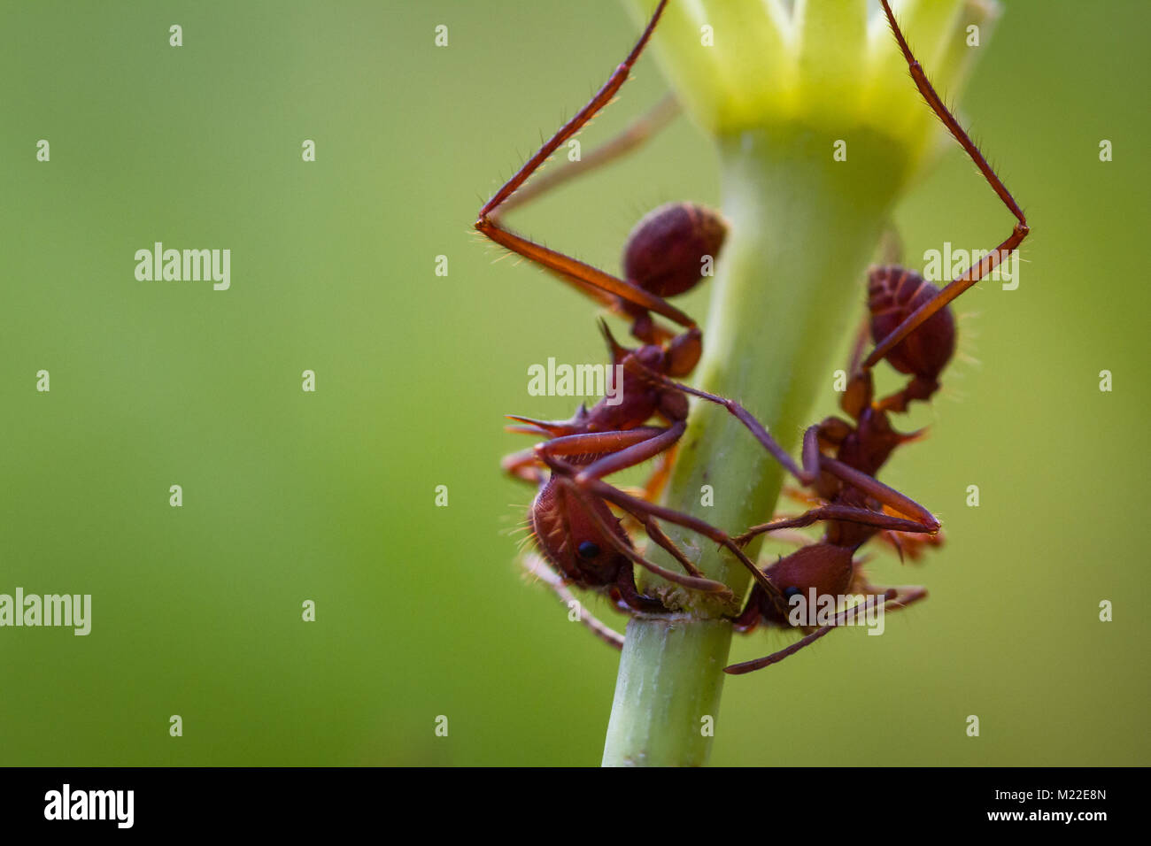 Close up of red leaf cutter ants focussed on stripping down the fresh ...