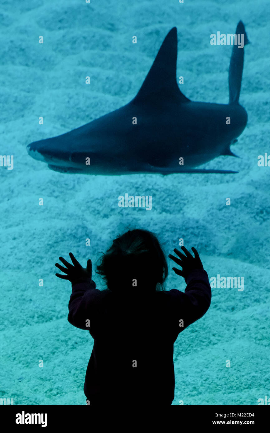 A young boy watches in awe as a shark swims by at Shark World in the ...