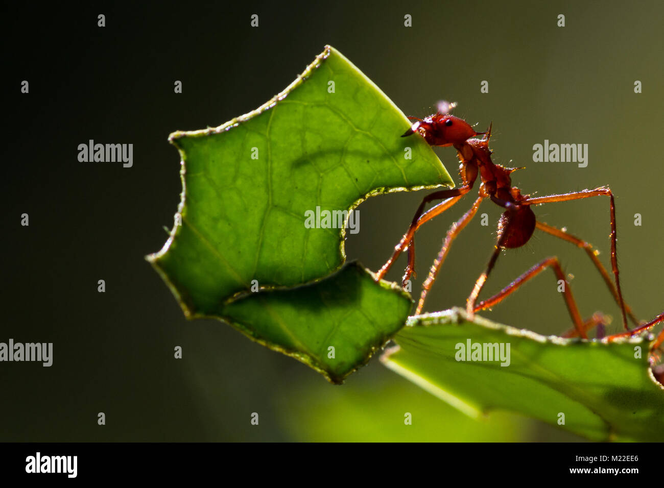 Leaf cutter ant hi-res stock photography and images - Alamy