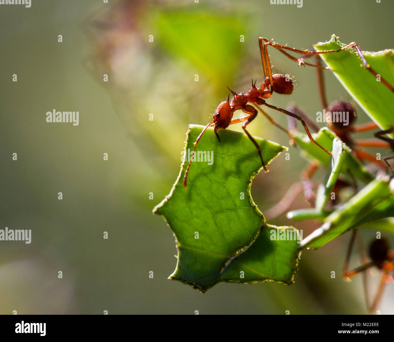 Close up of red leaf cutter ants focussed on stripping down the fresh ...