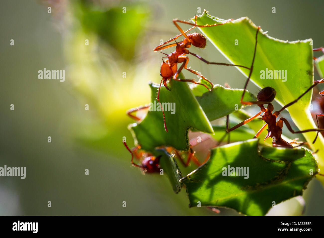 Close up of red leaf cutter ants focussed on stripping down the fresh ...