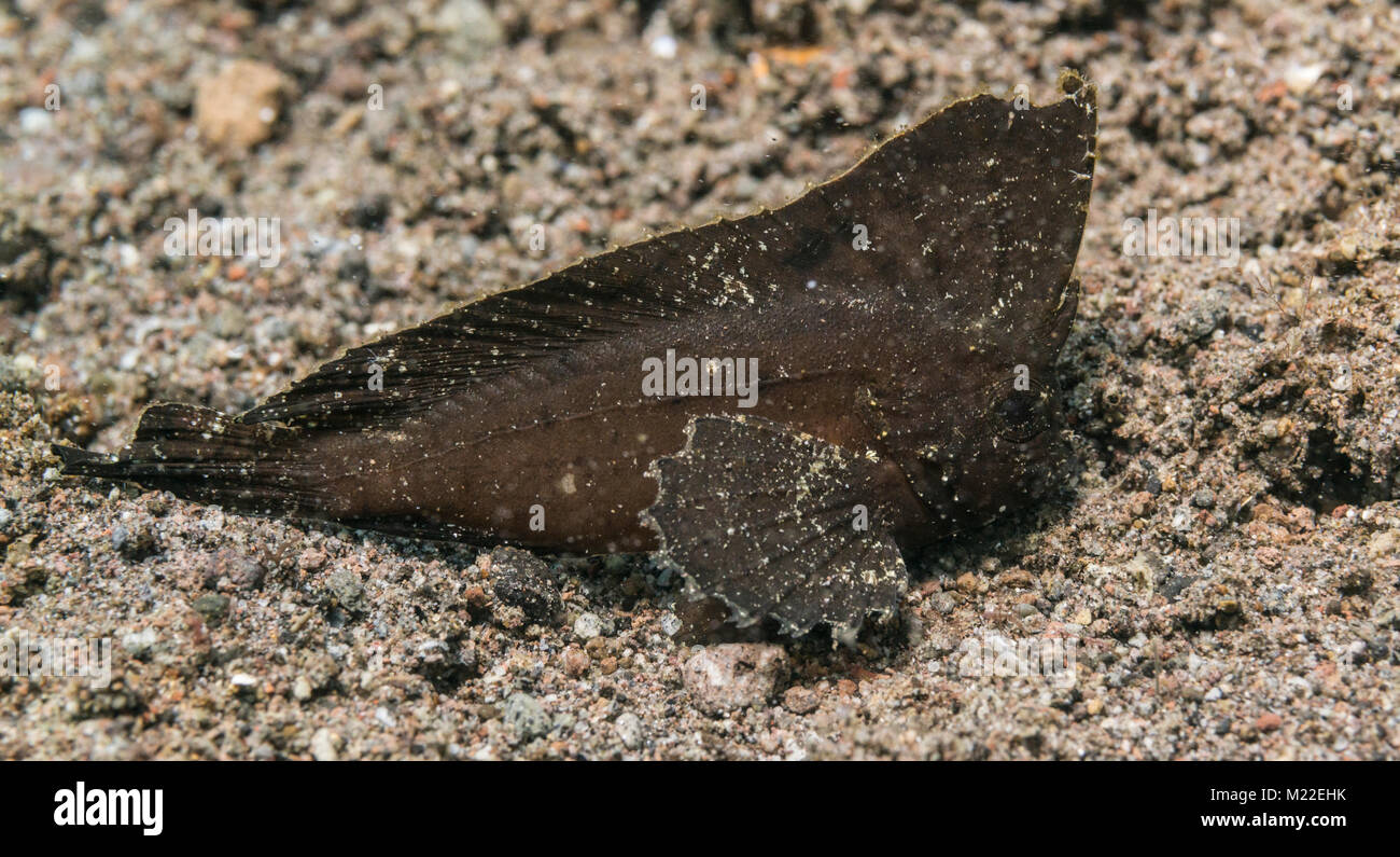 Spiny waspfish sitting motionless on the sandy bottom of the pacific ...