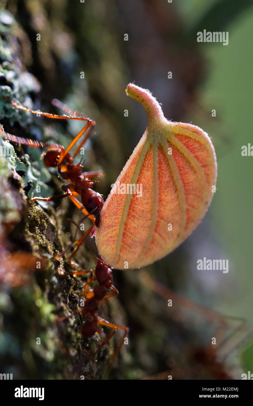 Leafcutter ant carrying a leaf hi-res stock photography and images - Alamy