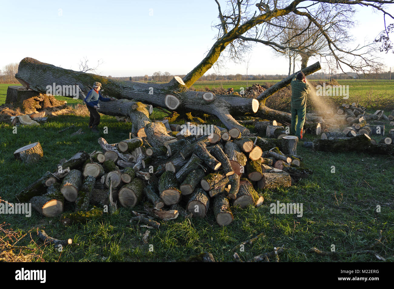Slaughter of an oak tree, cutting of branches (Northern Mayenne, Loire ...