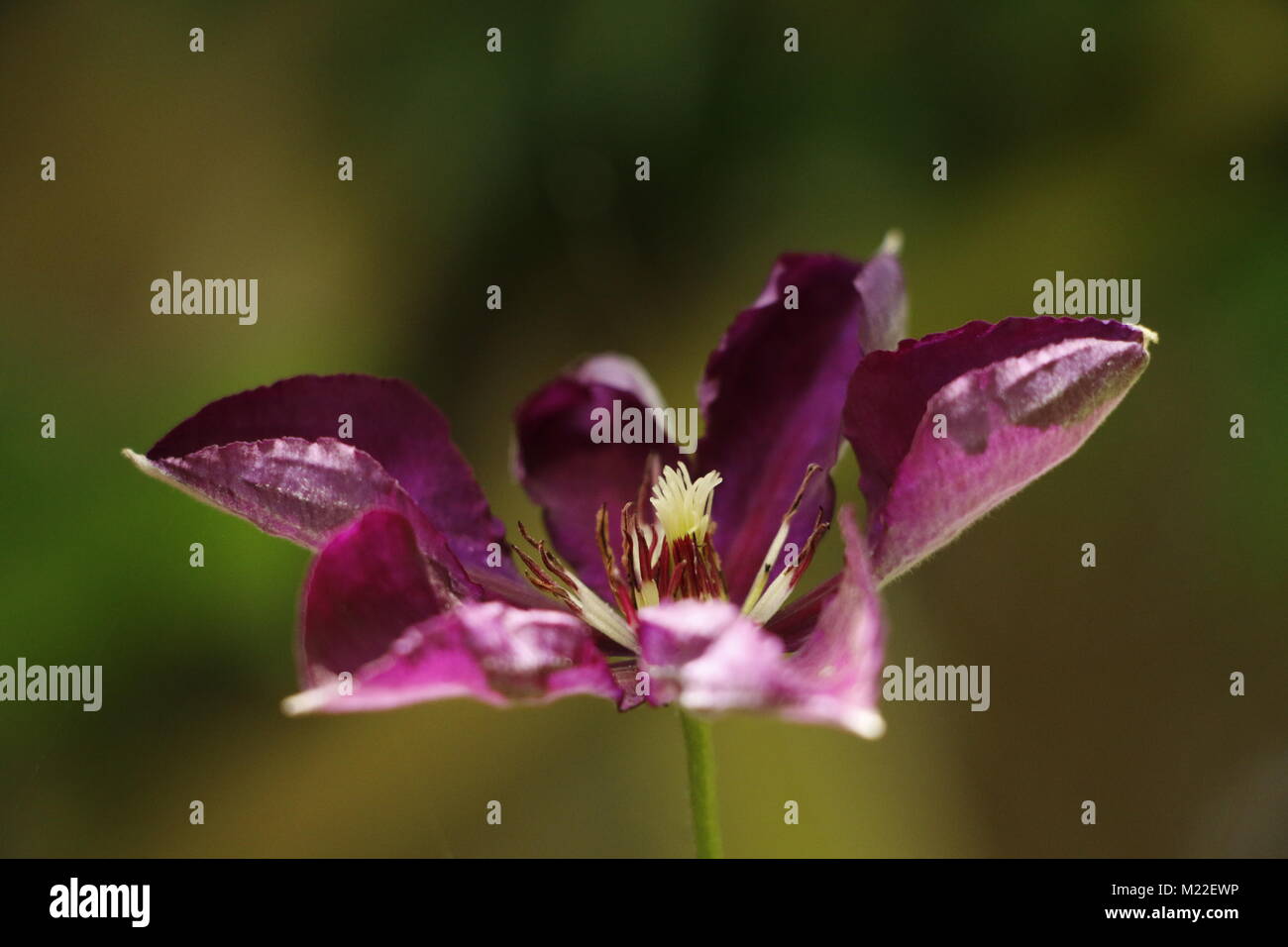 Clematis blue flower Stock Photo - Alamy