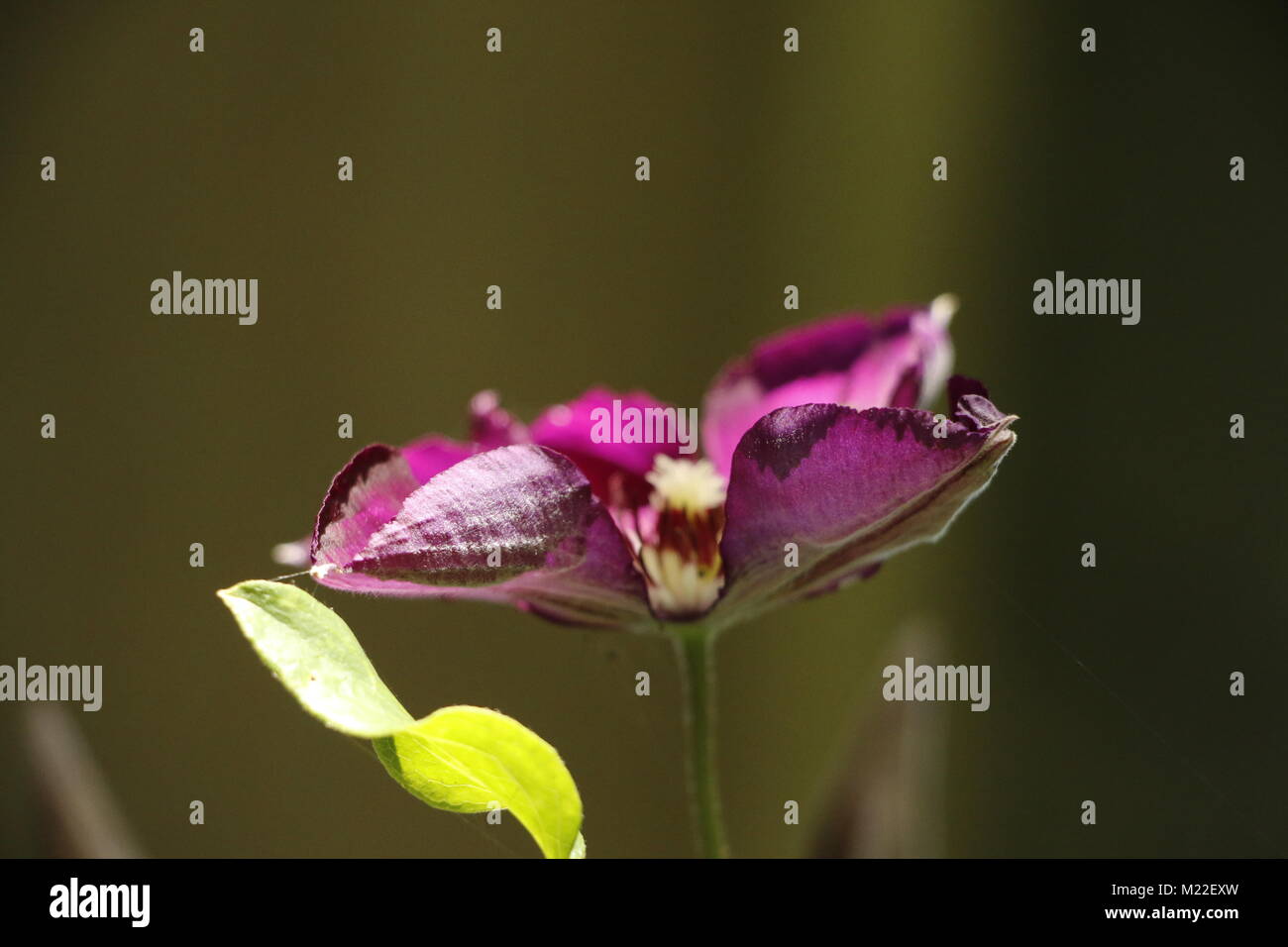 Clematis blue flower Stock Photo - Alamy