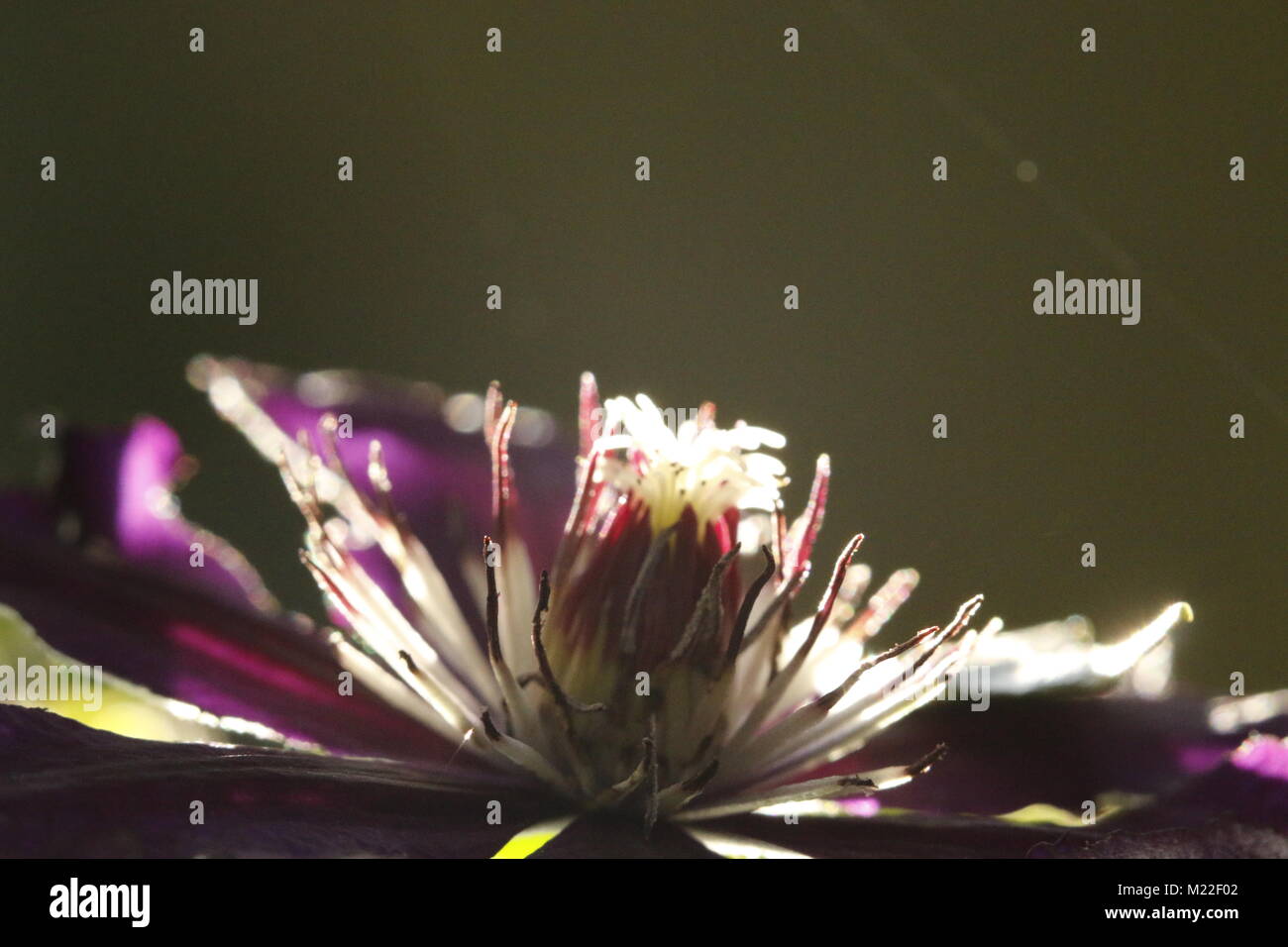Clematis blue flower Stock Photo - Alamy