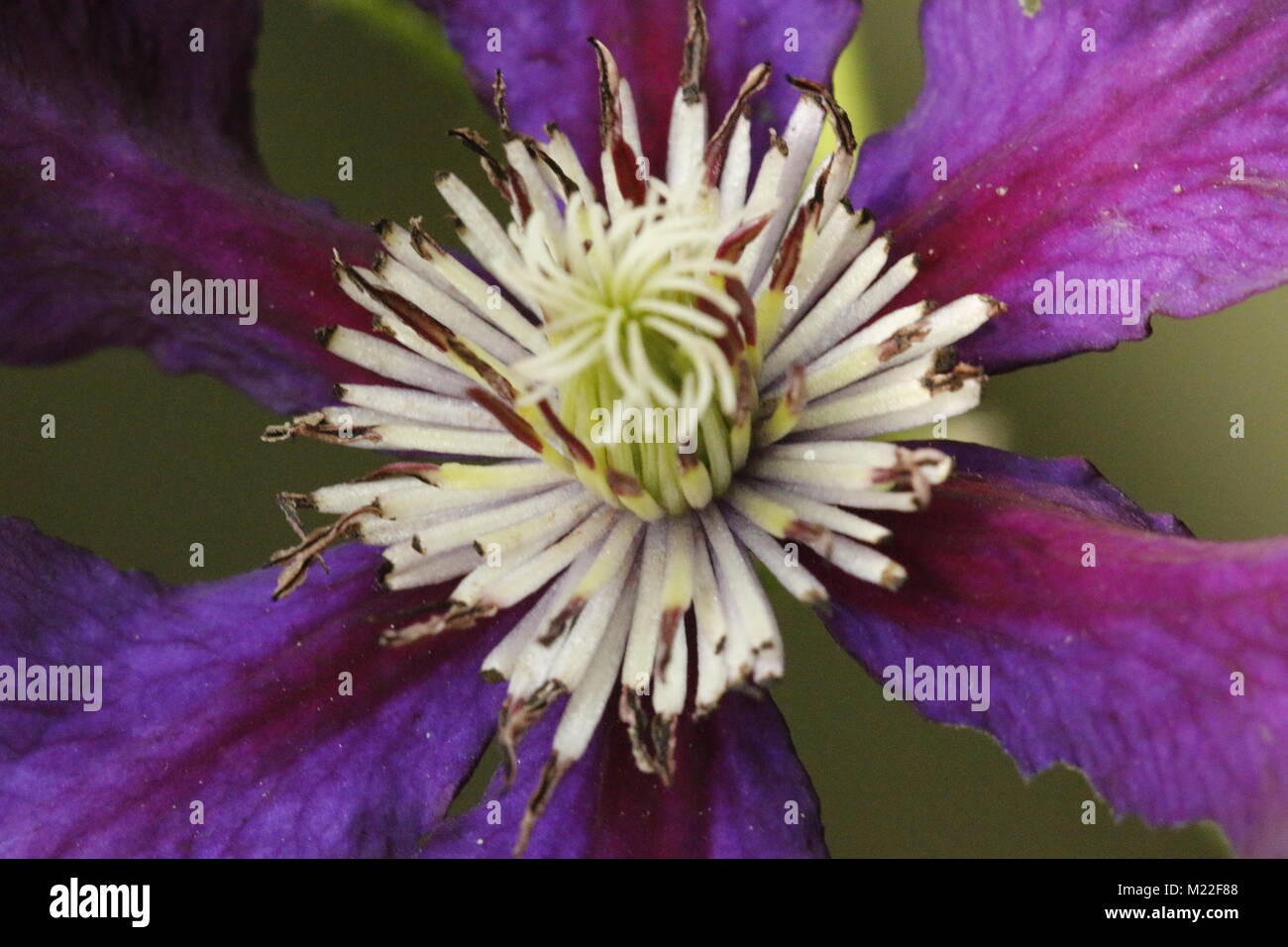 Clematis blue flower Stock Photo - Alamy
