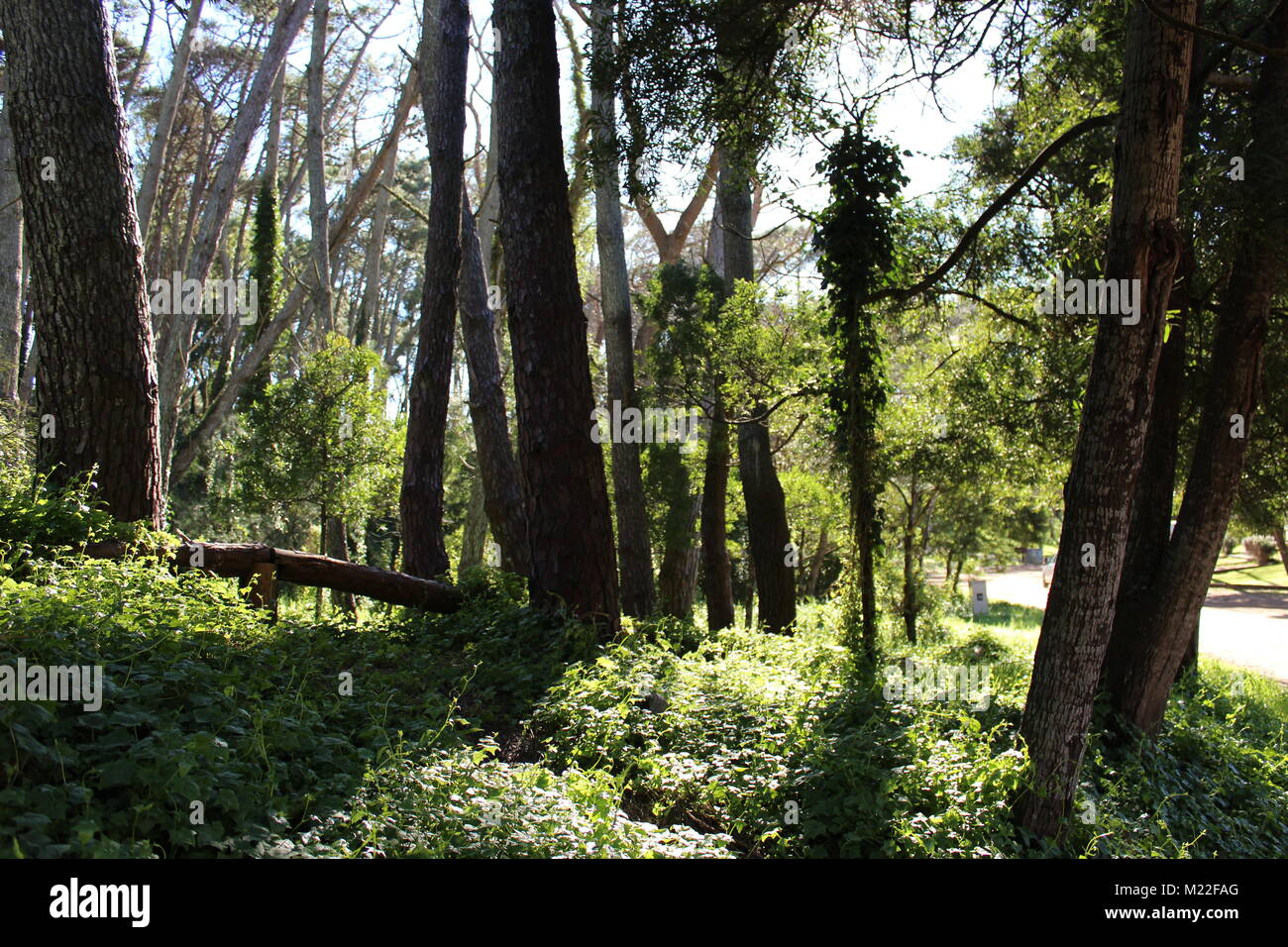 Tree shadows woods hi-res stock photography and images - Alamy