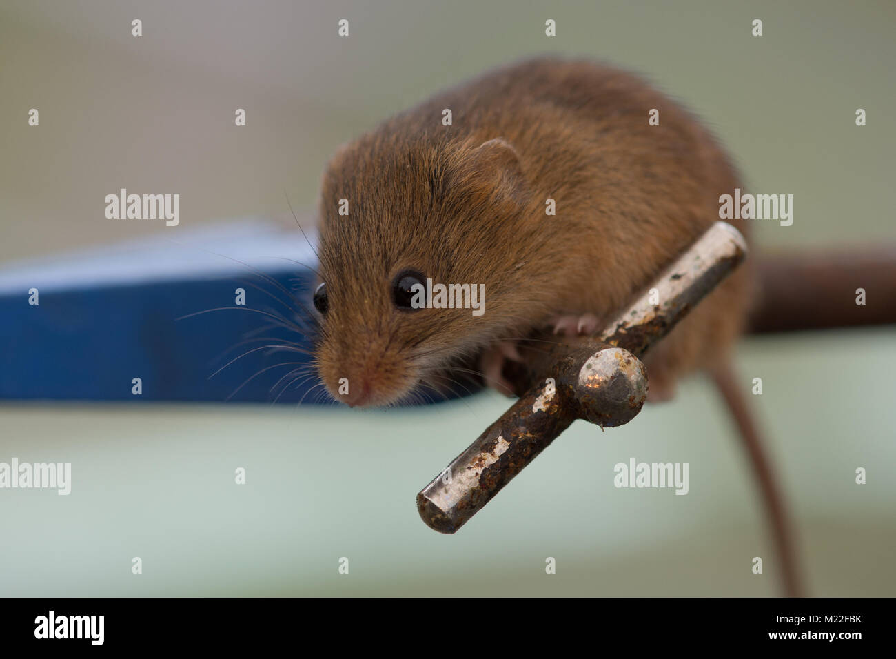 Harvest Mouse in grass and reeds Stock Photo - Alamy