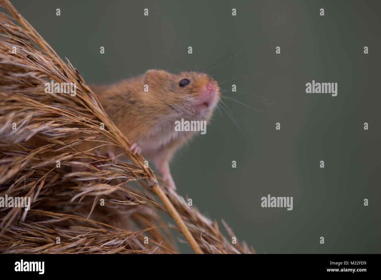 Harvest Mouse in grass and reeds Stock Photo - Alamy