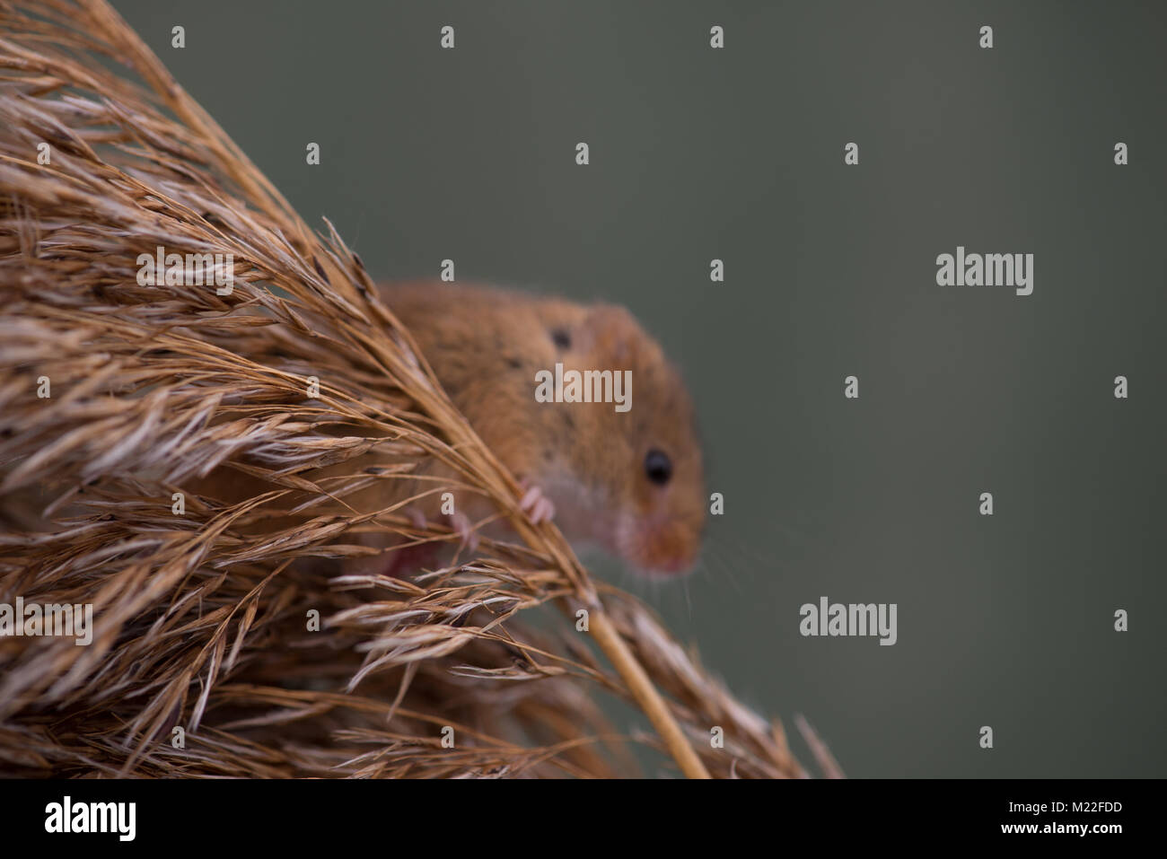 Harvest Mouse in grass and reeds Stock Photo - Alamy