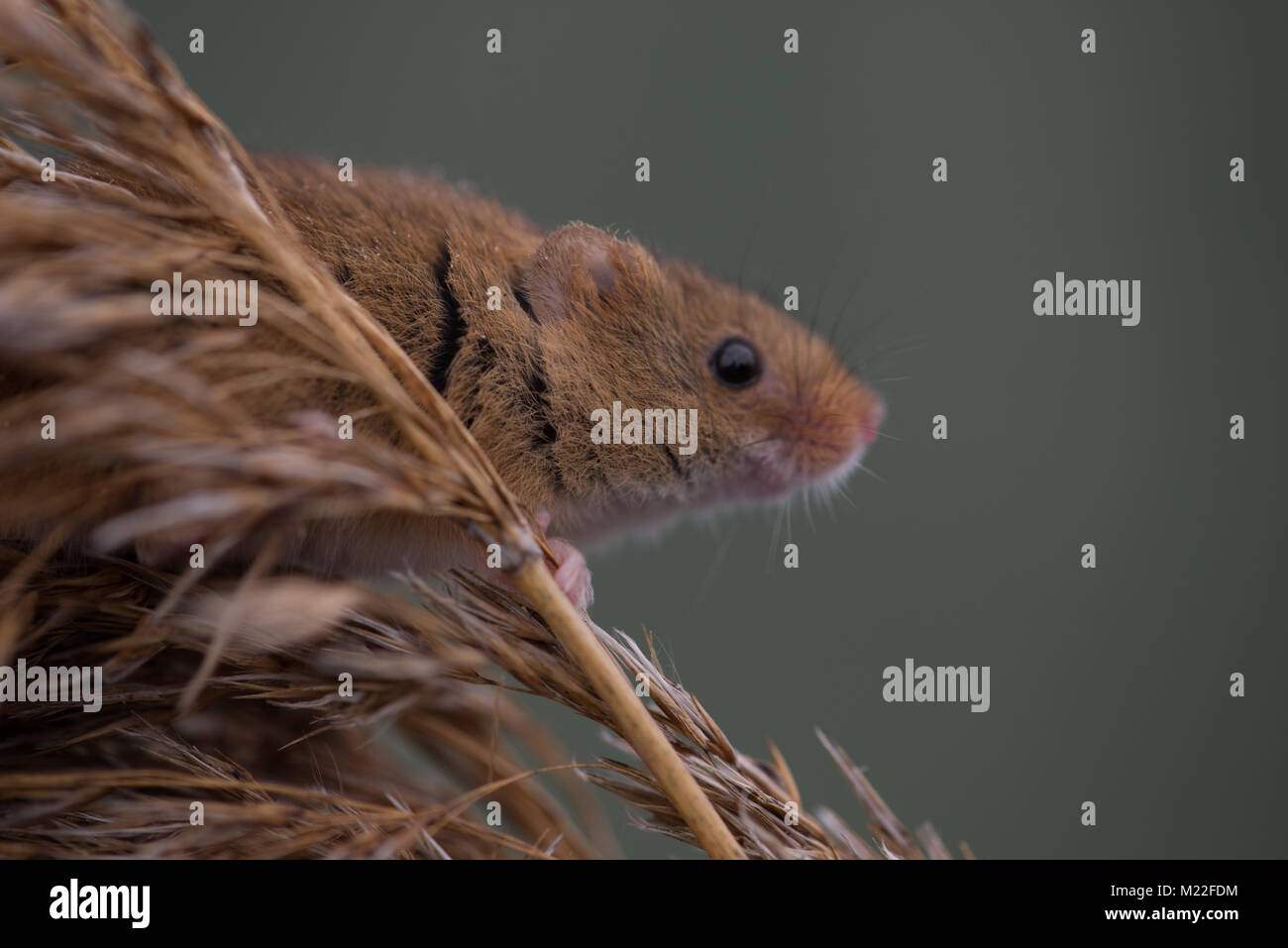 Harvest Mouse in grass and reeds Stock Photo - Alamy