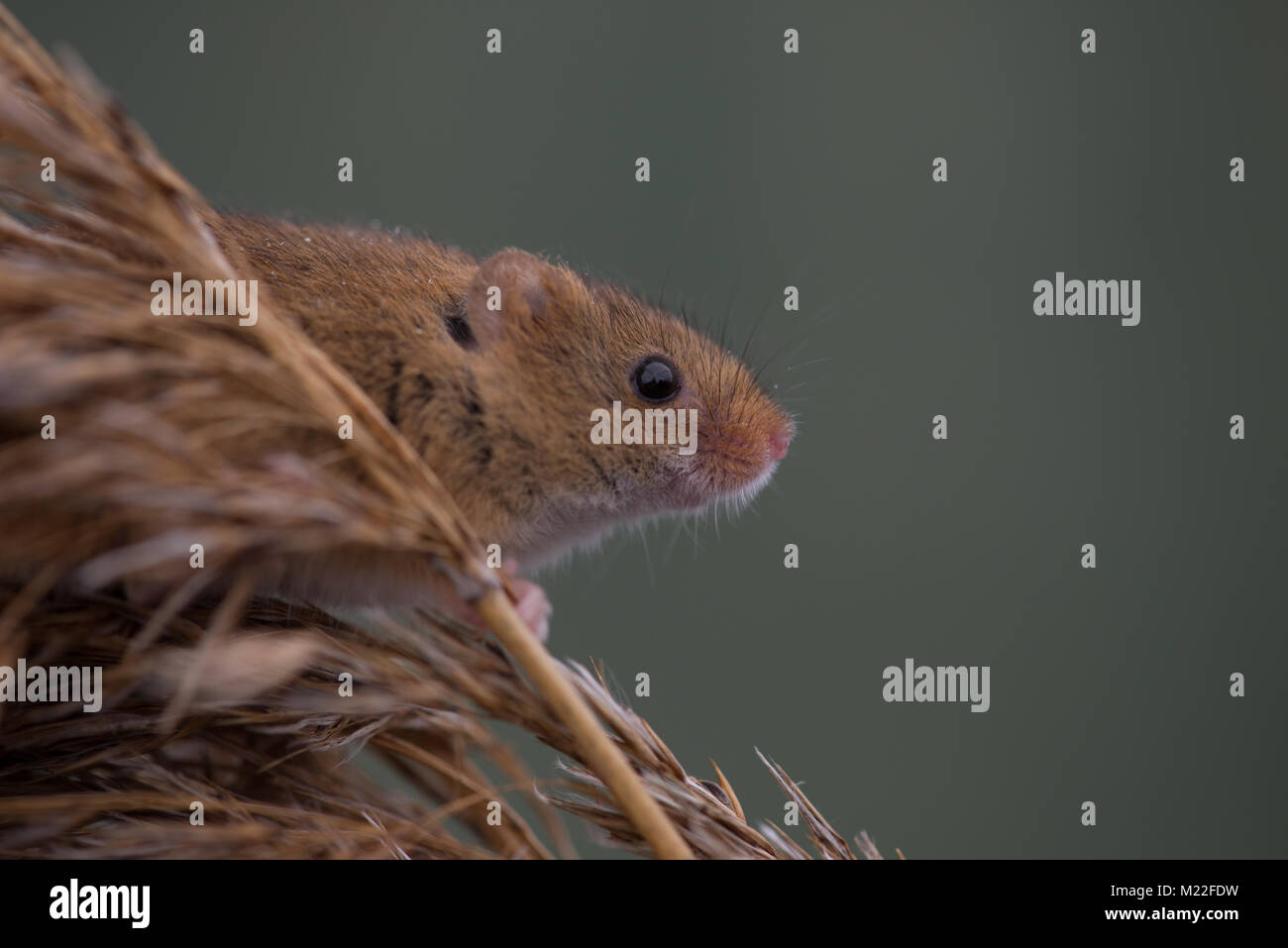 Harvest Mouse in grass and reeds Stock Photo - Alamy