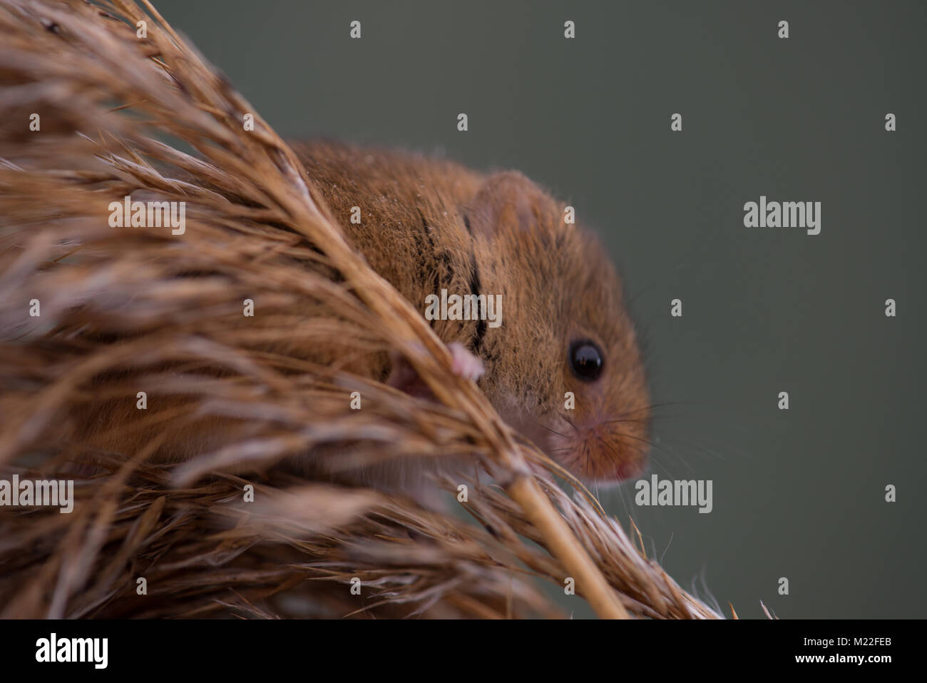 Harvest Mouse in grass and reeds Stock Photo - Alamy