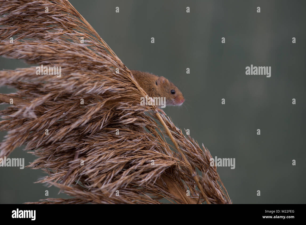 Female harvest mouse hi-res stock photography and images - Alamy