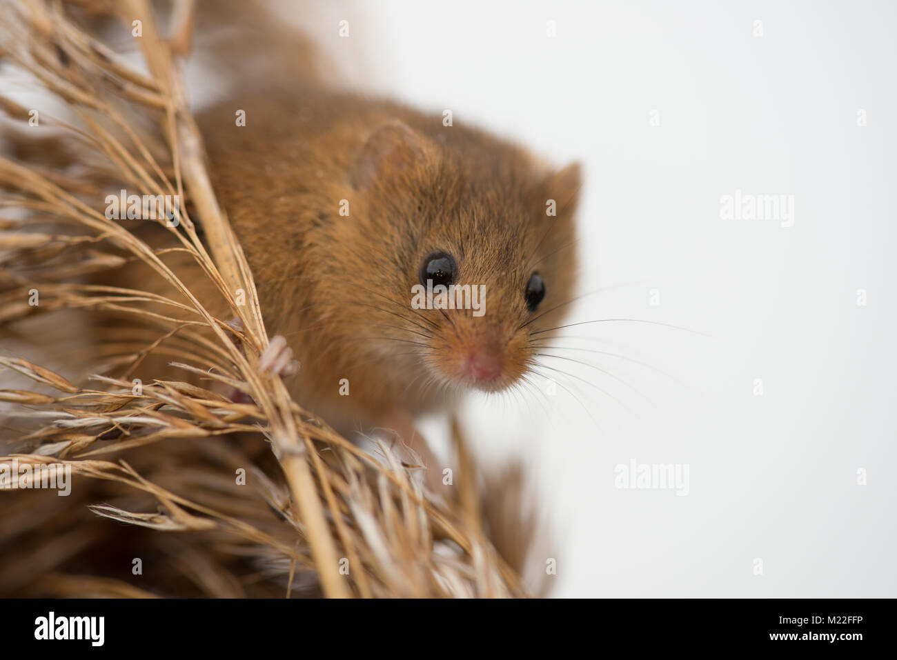 Harvest Mouse in grass and reeds Stock Photo - Alamy