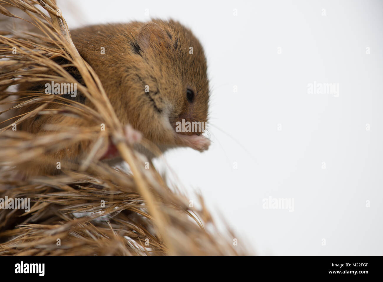 Harvest Mouse in grass and reeds Stock Photo - Alamy
