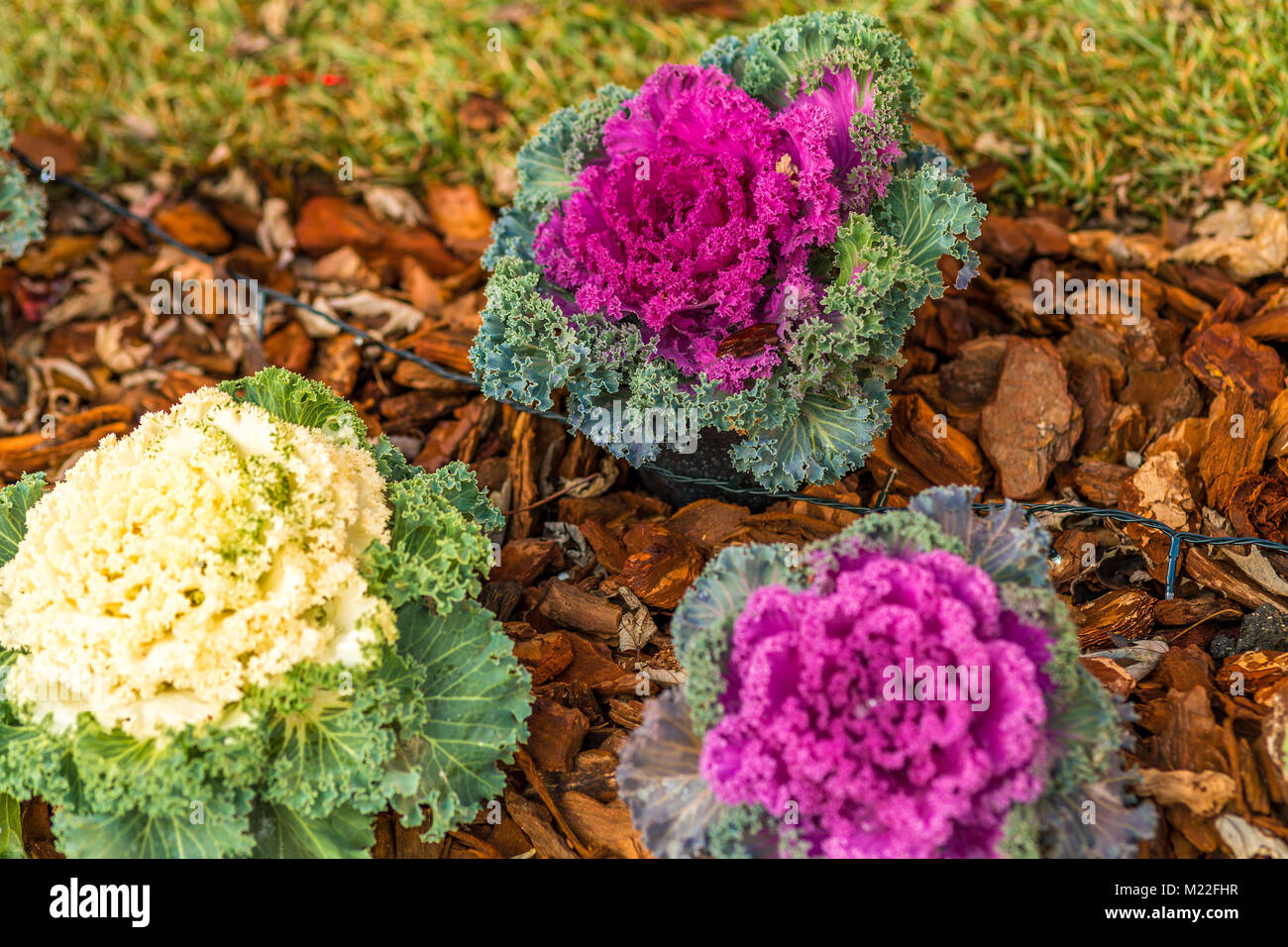 background of the colors of ornamental cabbages Stock Photo - Alamy