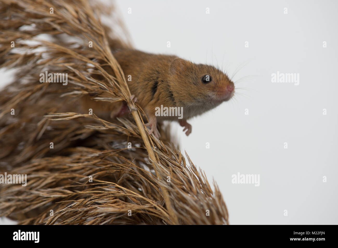 Harvest Mouse in grass and reeds Stock Photo - Alamy