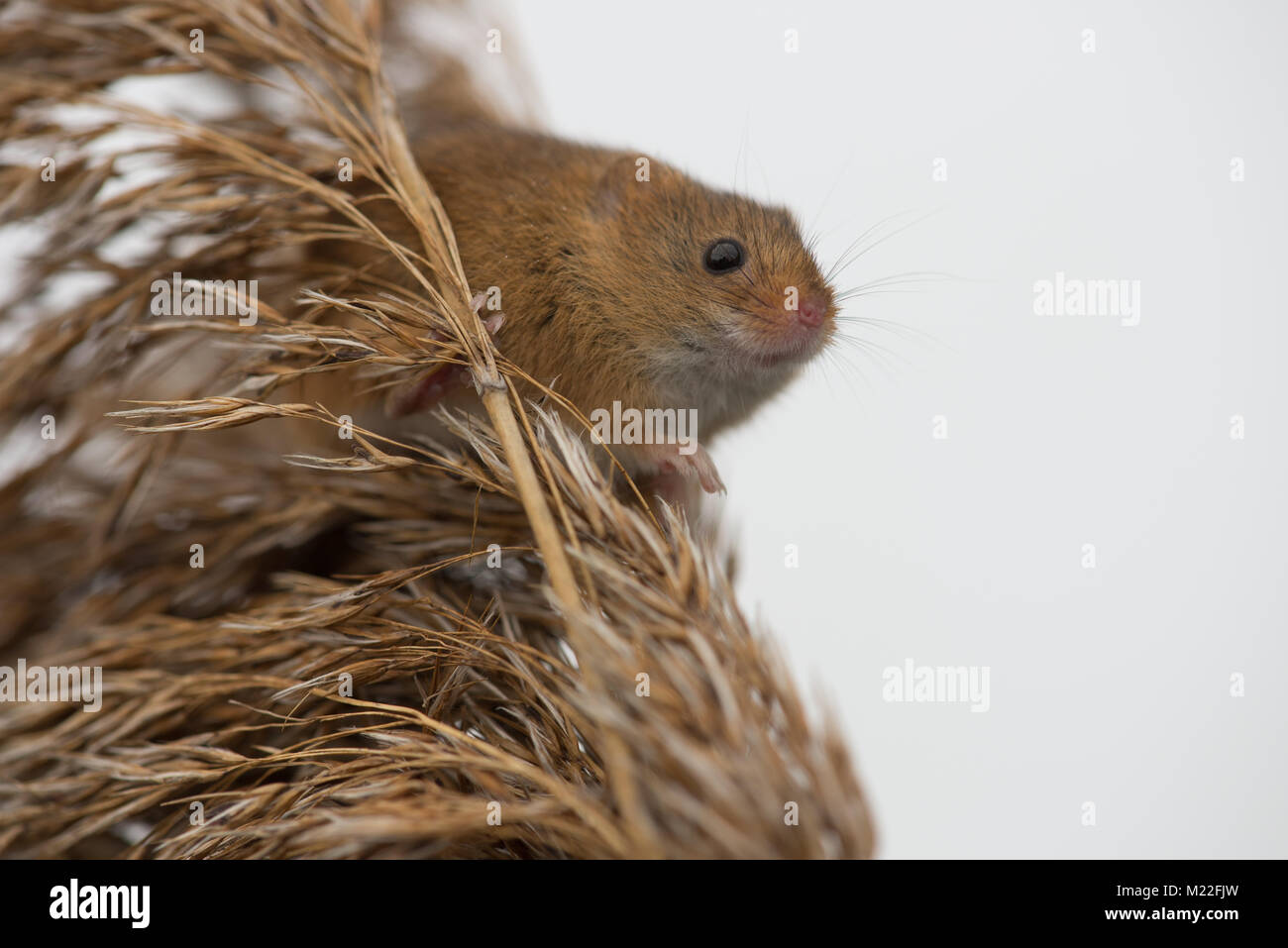 Harvest Mouse in grass and reeds Stock Photo - Alamy