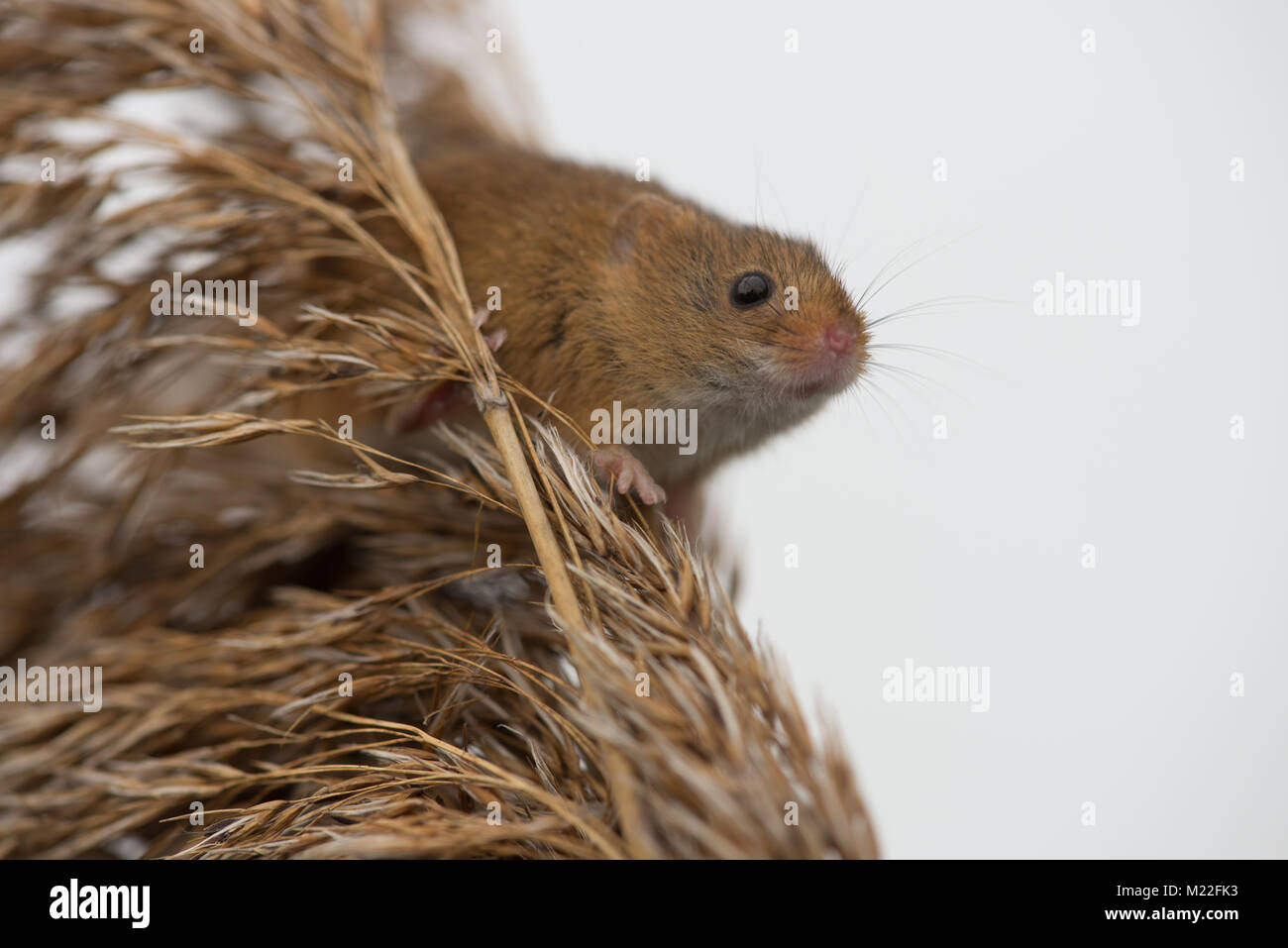 Female harvest mouse hi-res stock photography and images - Alamy