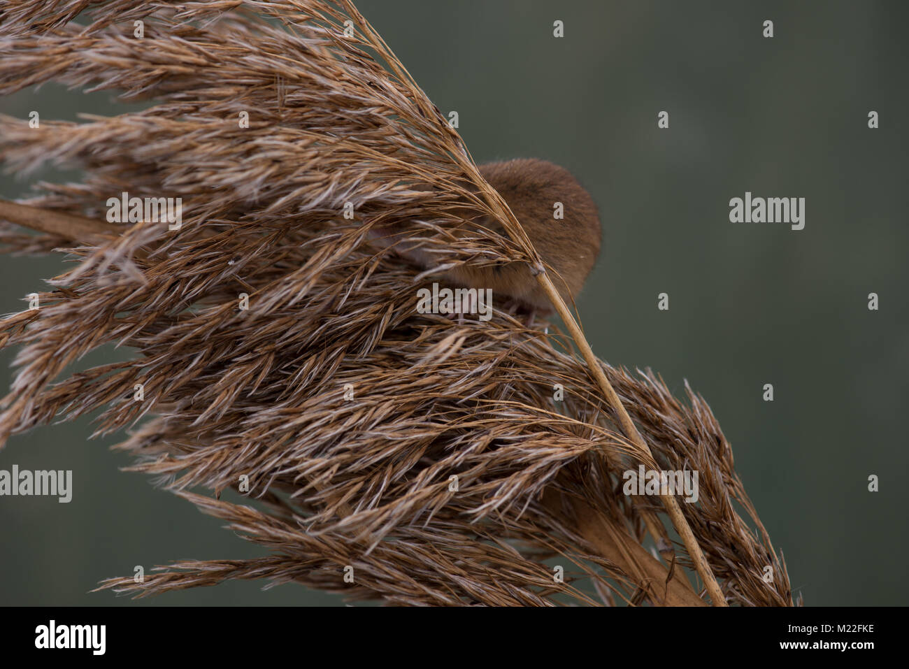 Harvest Mouse in grass and reeds Stock Photo - Alamy