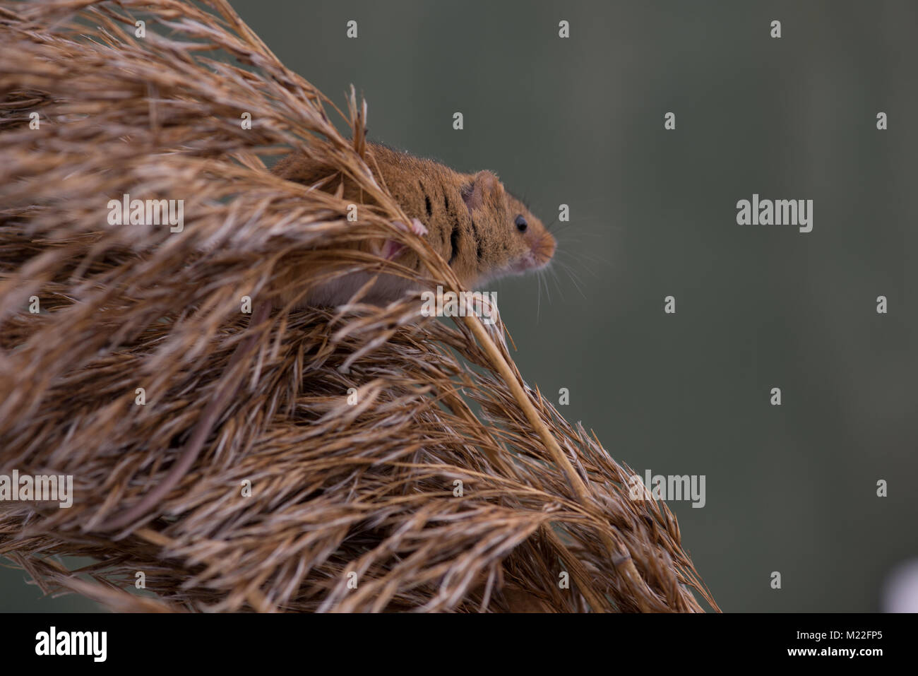 Harvest Mouse in grass and reeds Stock Photo - Alamy