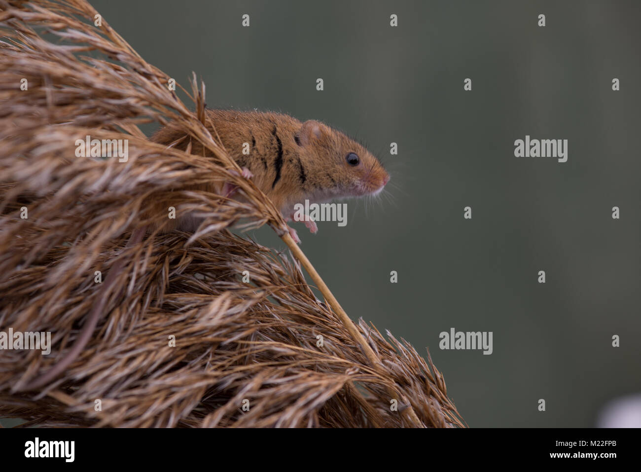 Female harvest mouse hi-res stock photography and images - Alamy