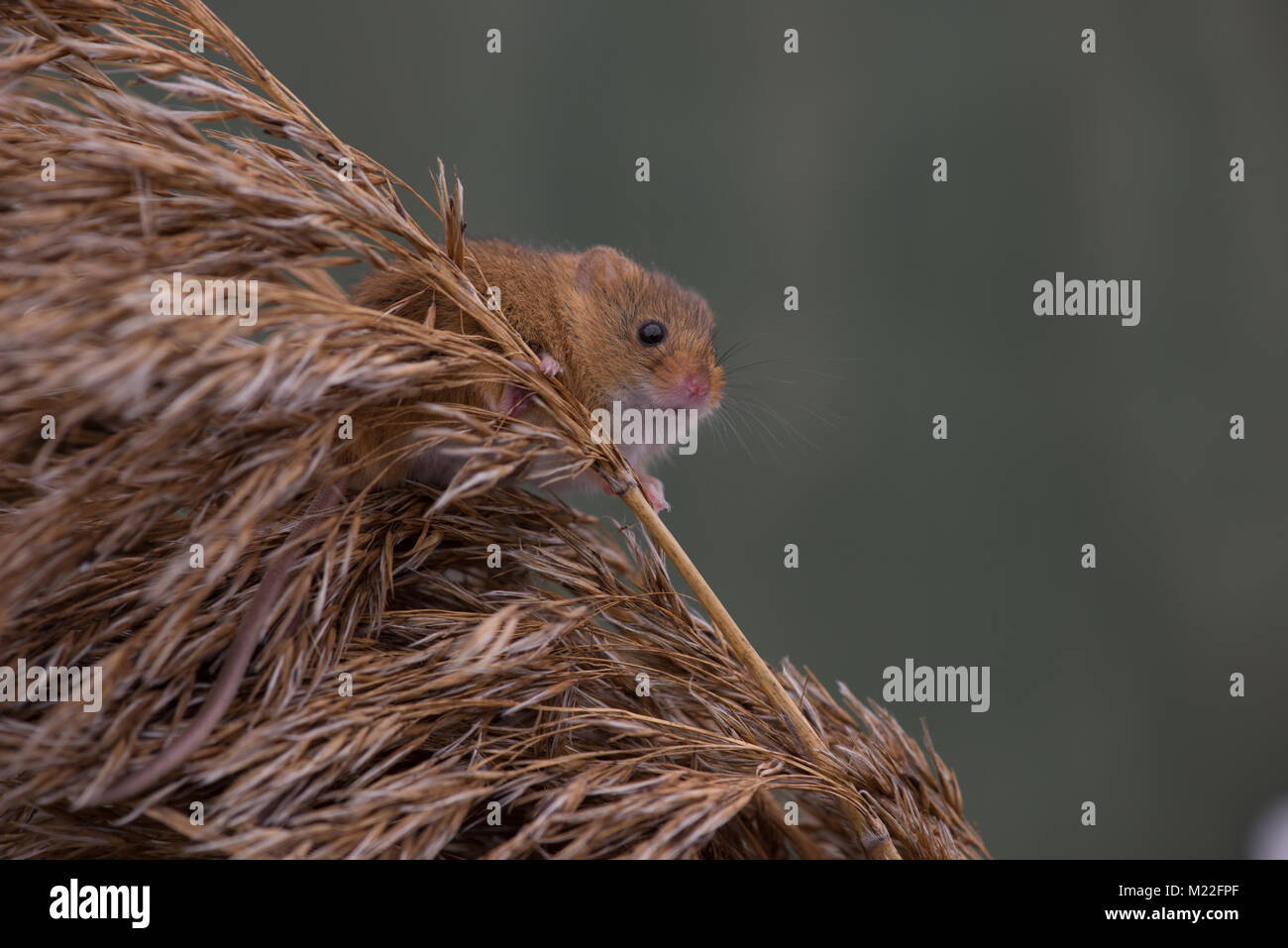 Harvest Mouse in grass and reeds Stock Photo - Alamy