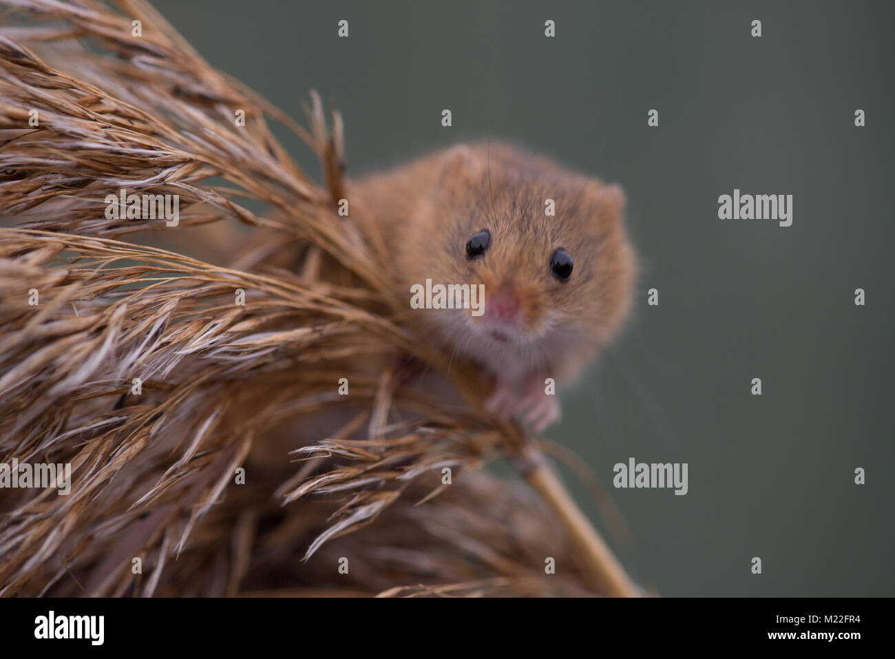 Harvest Mouse in grass and reeds Stock Photo - Alamy
