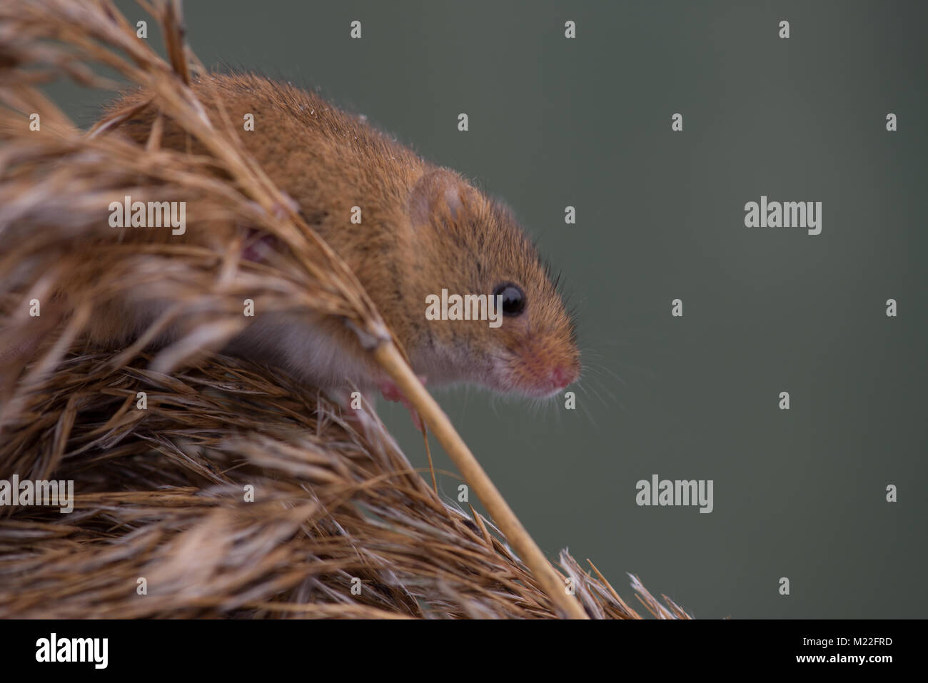 Female harvest mouse hi-res stock photography and images - Alamy