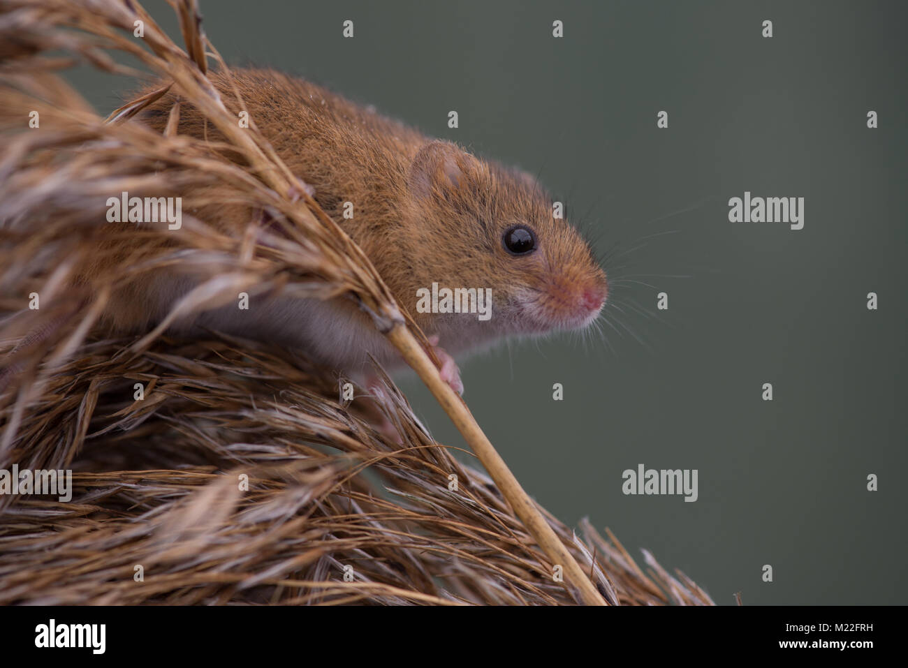 Harvest Mouse in grass and reeds Stock Photo - Alamy