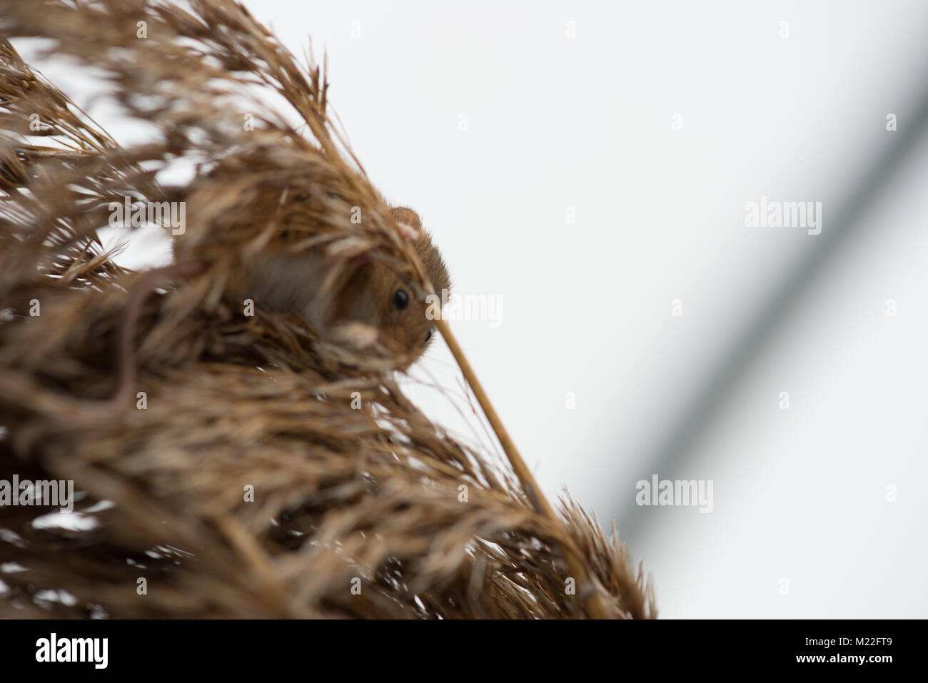 Harvest Mouse in grass and reeds Stock Photo - Alamy