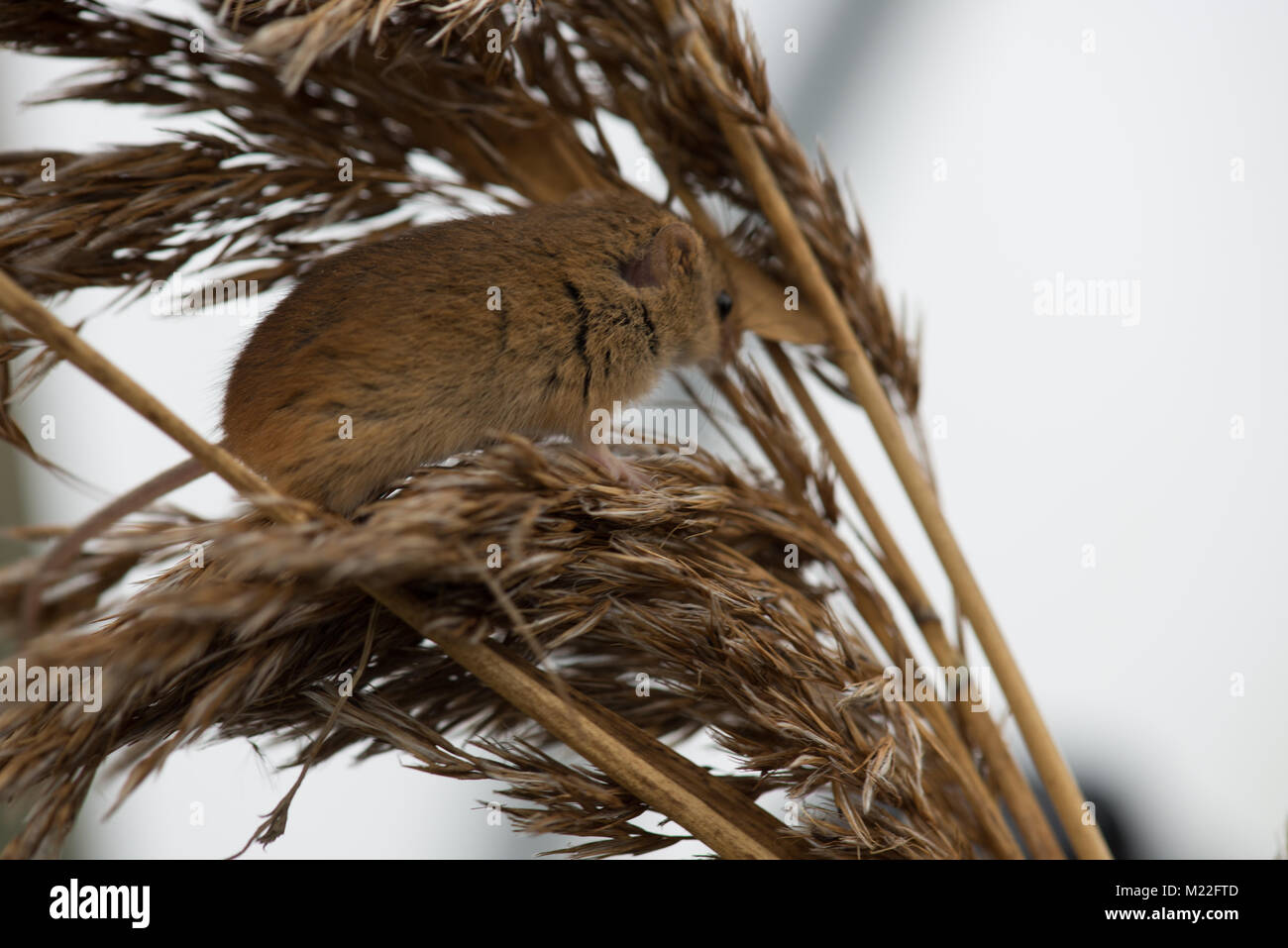 Harvest Mouse in grass and reeds Stock Photo - Alamy