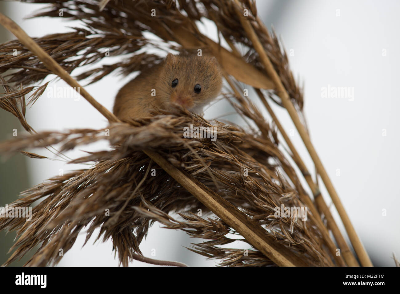 Female harvest mouse hi-res stock photography and images - Alamy