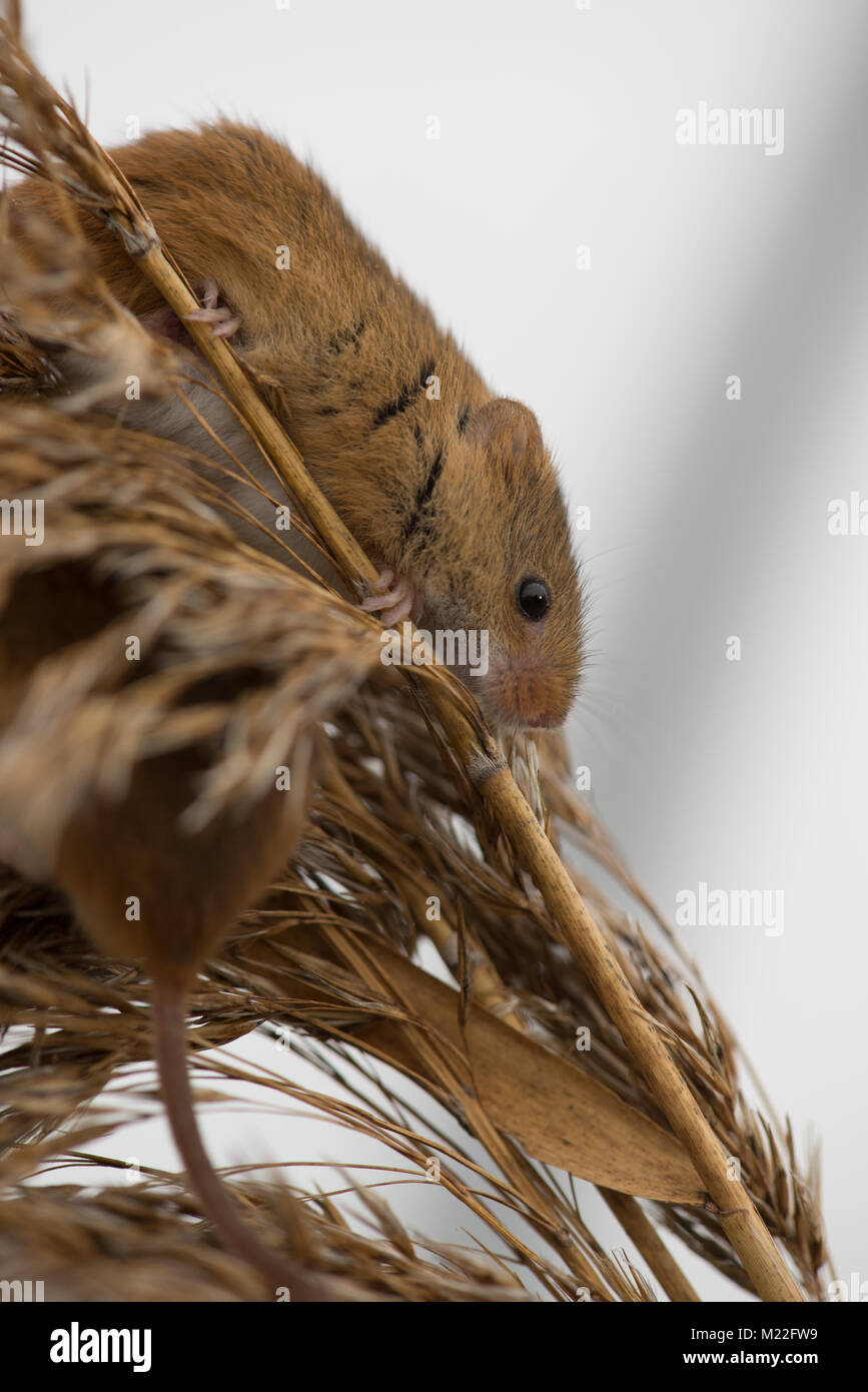 Harvest Mouse in grass and reeds Stock Photo - Alamy
