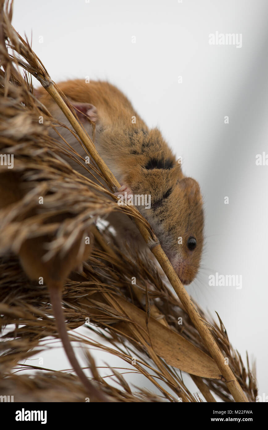 Harvest Mouse in grass and reeds Stock Photo - Alamy