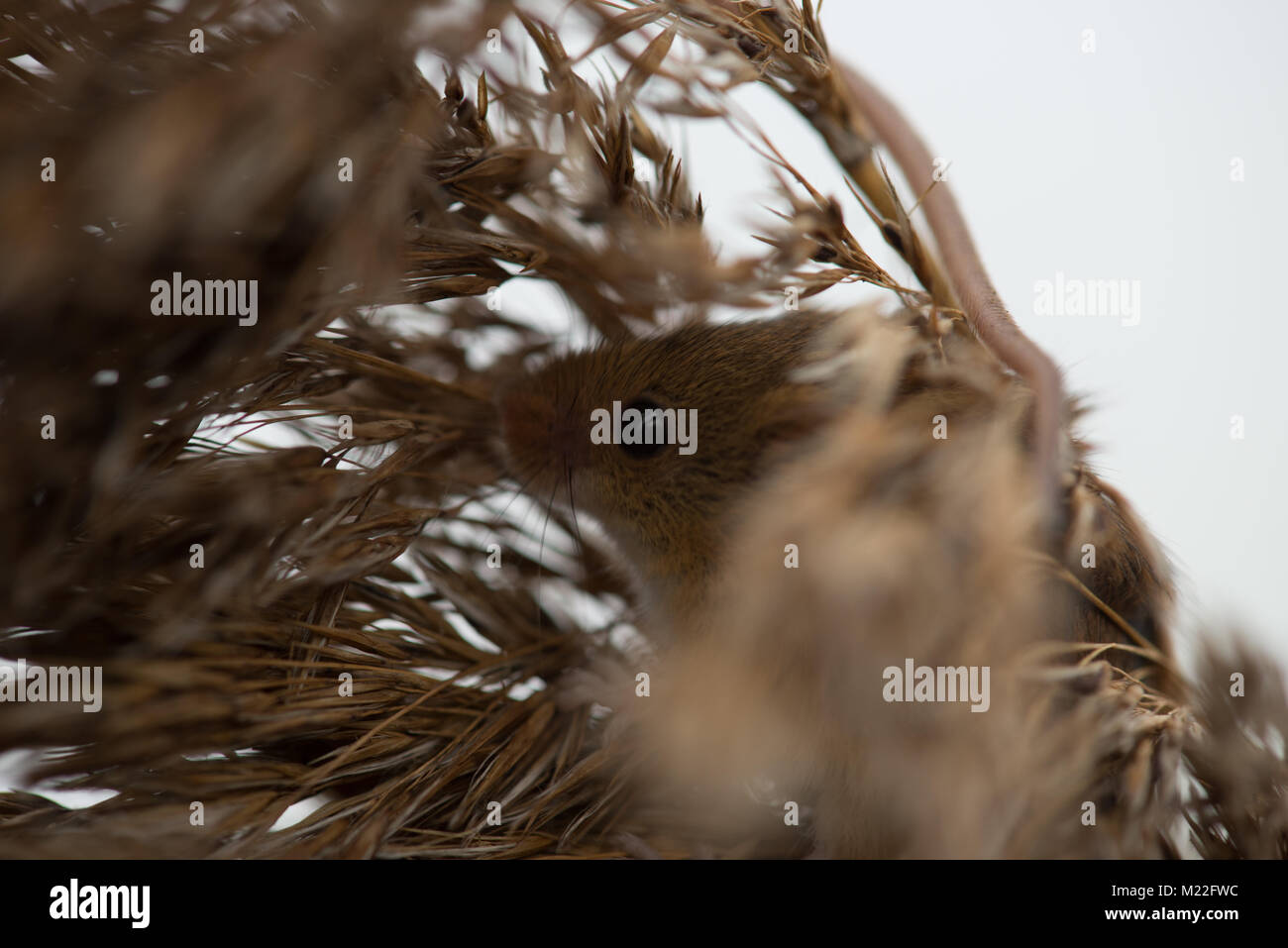 Harvest Mouse in grass and reeds Stock Photo - Alamy