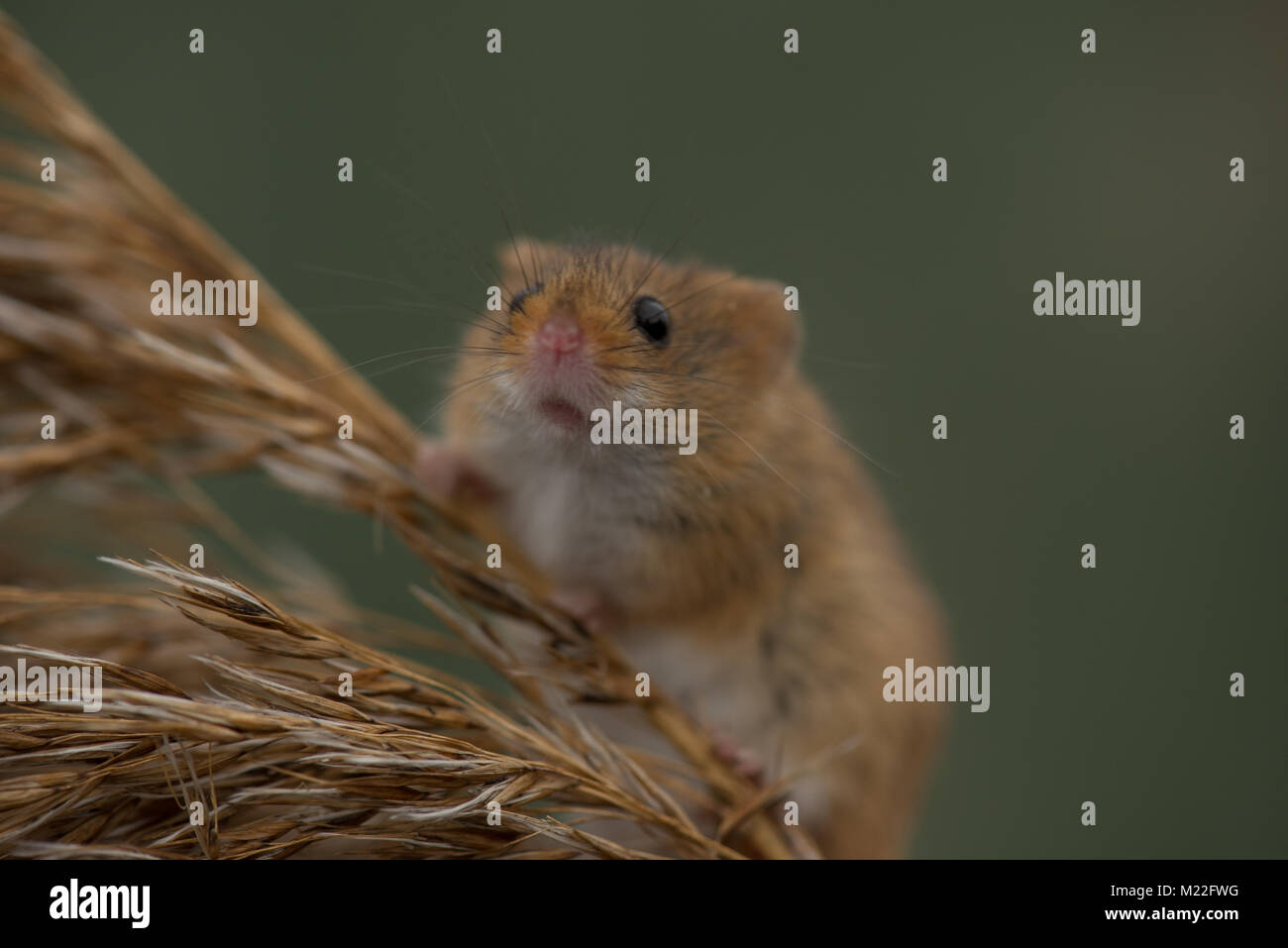 Harvest Mouse in grass and reeds Stock Photo - Alamy