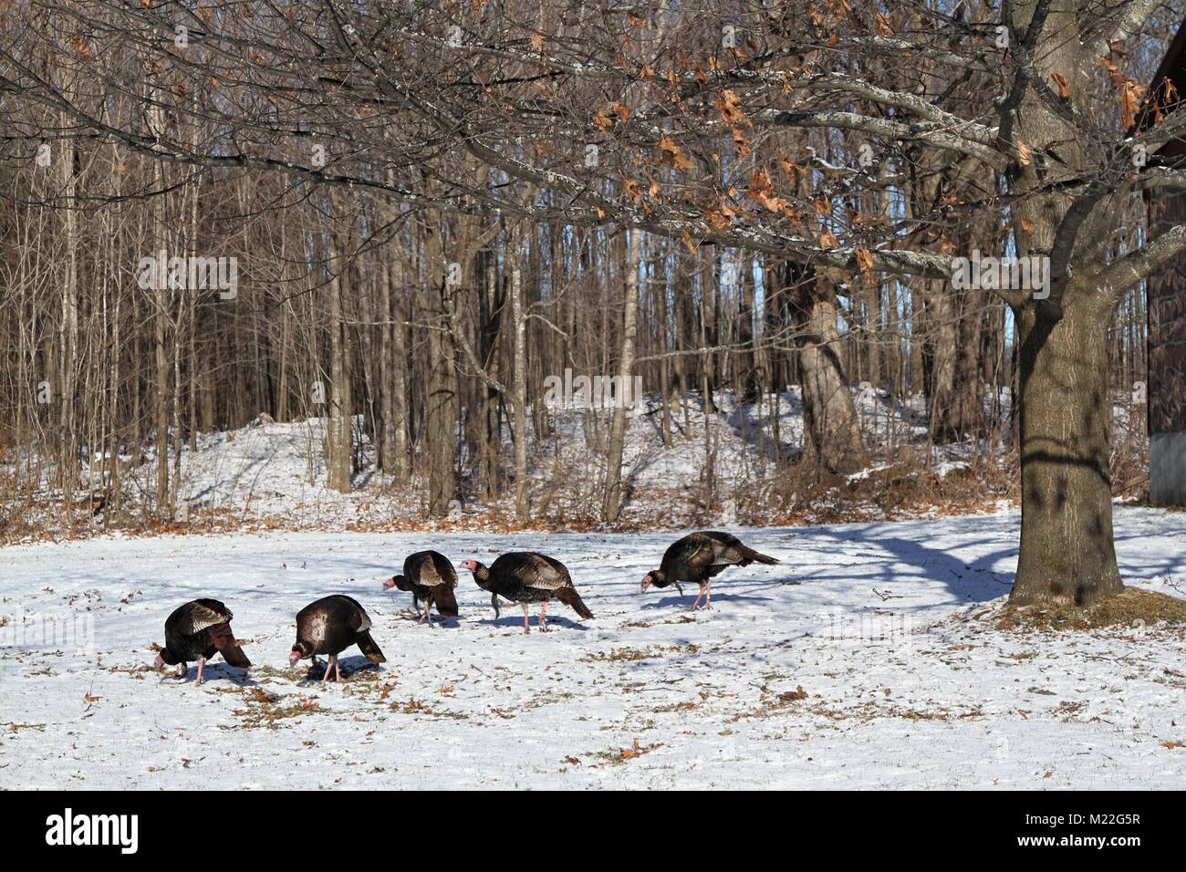 Wild Turkeys In Snow eating fallen seeds Stock Photo - Alamy