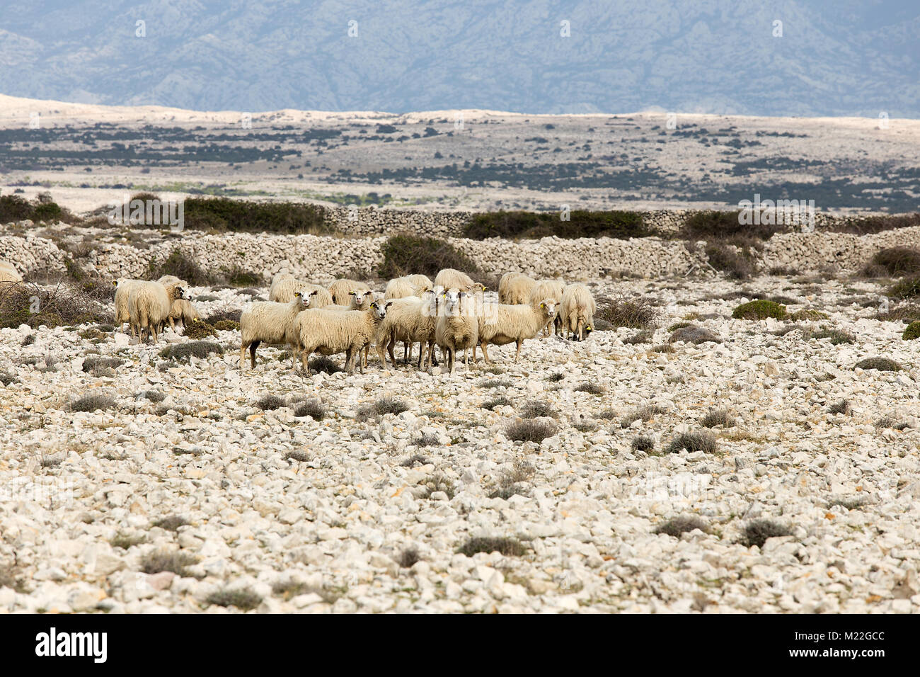 Flock Of Sheep on pasture - long-tailed sheep, island Pag, Croatia ...