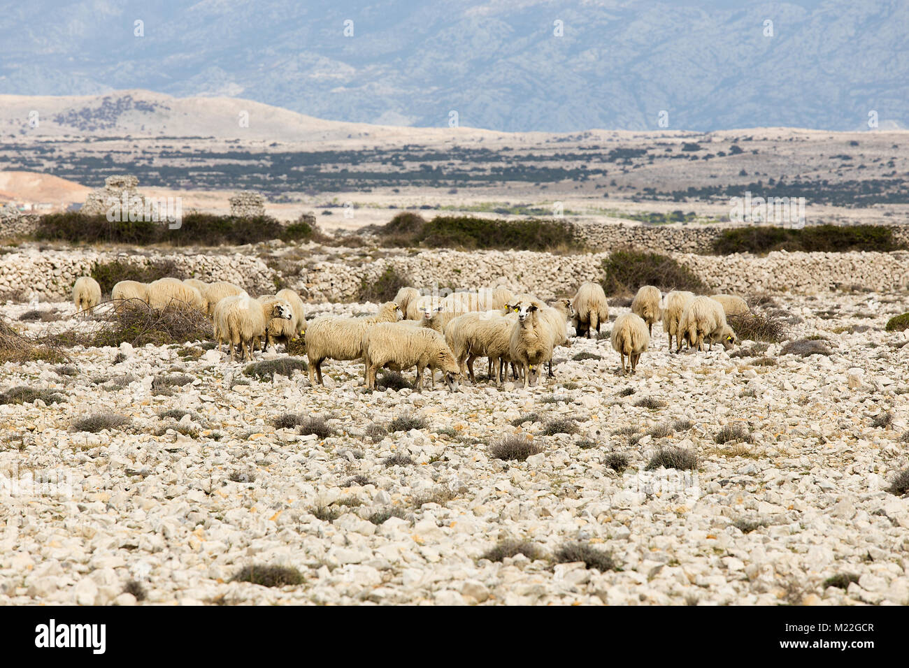 Flock Of Sheep on pasture - long-tailed sheep, island Pag, Croatia ...