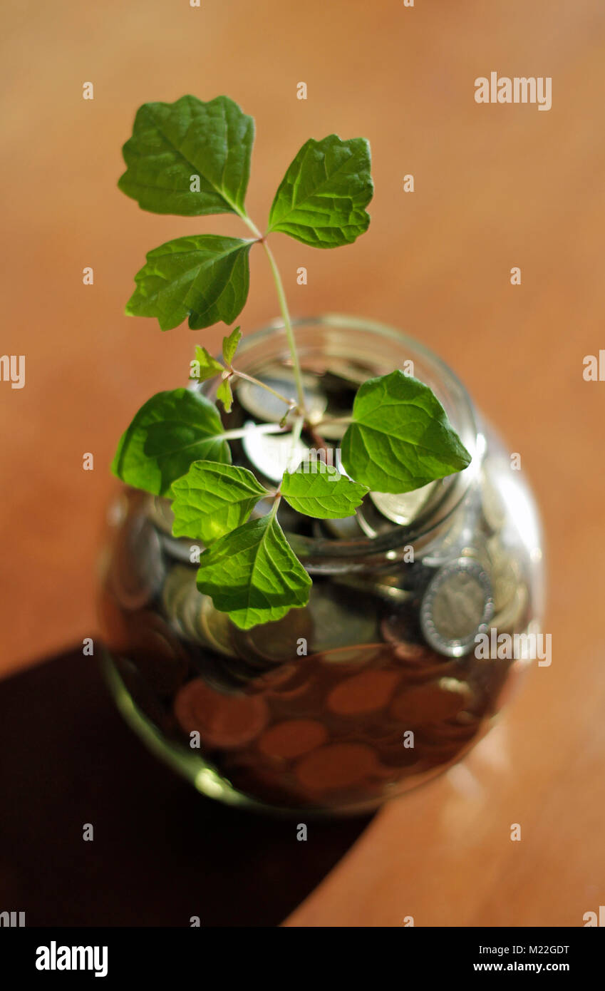Plant growing from coins stack hi-res stock photography and images - Alamy