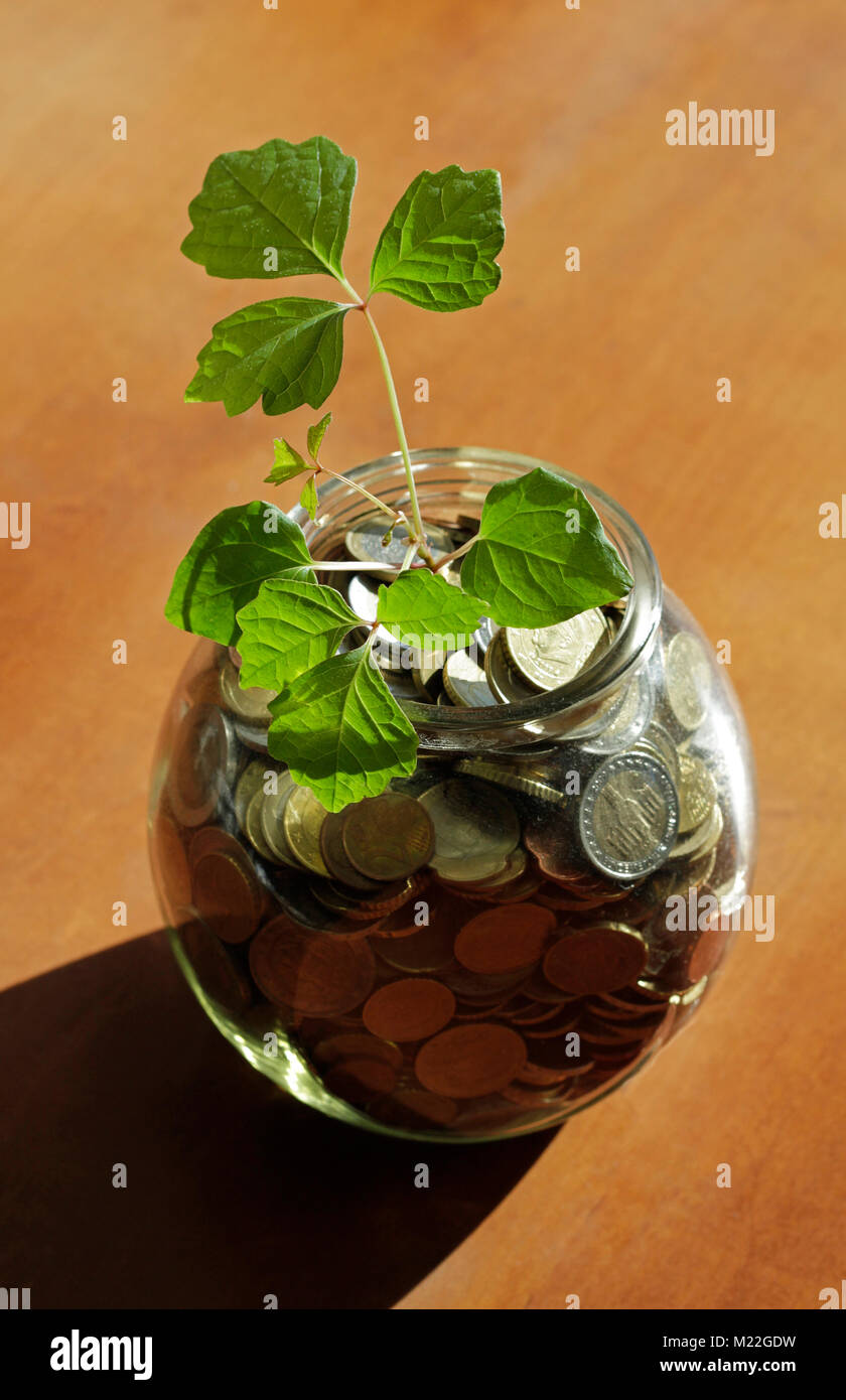 Plant growing from money jar Stock Photo - Alamy