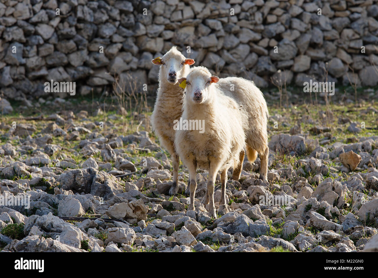 Flock Of Sheep on pasture - two female long-tailed sheep, island Pag ...